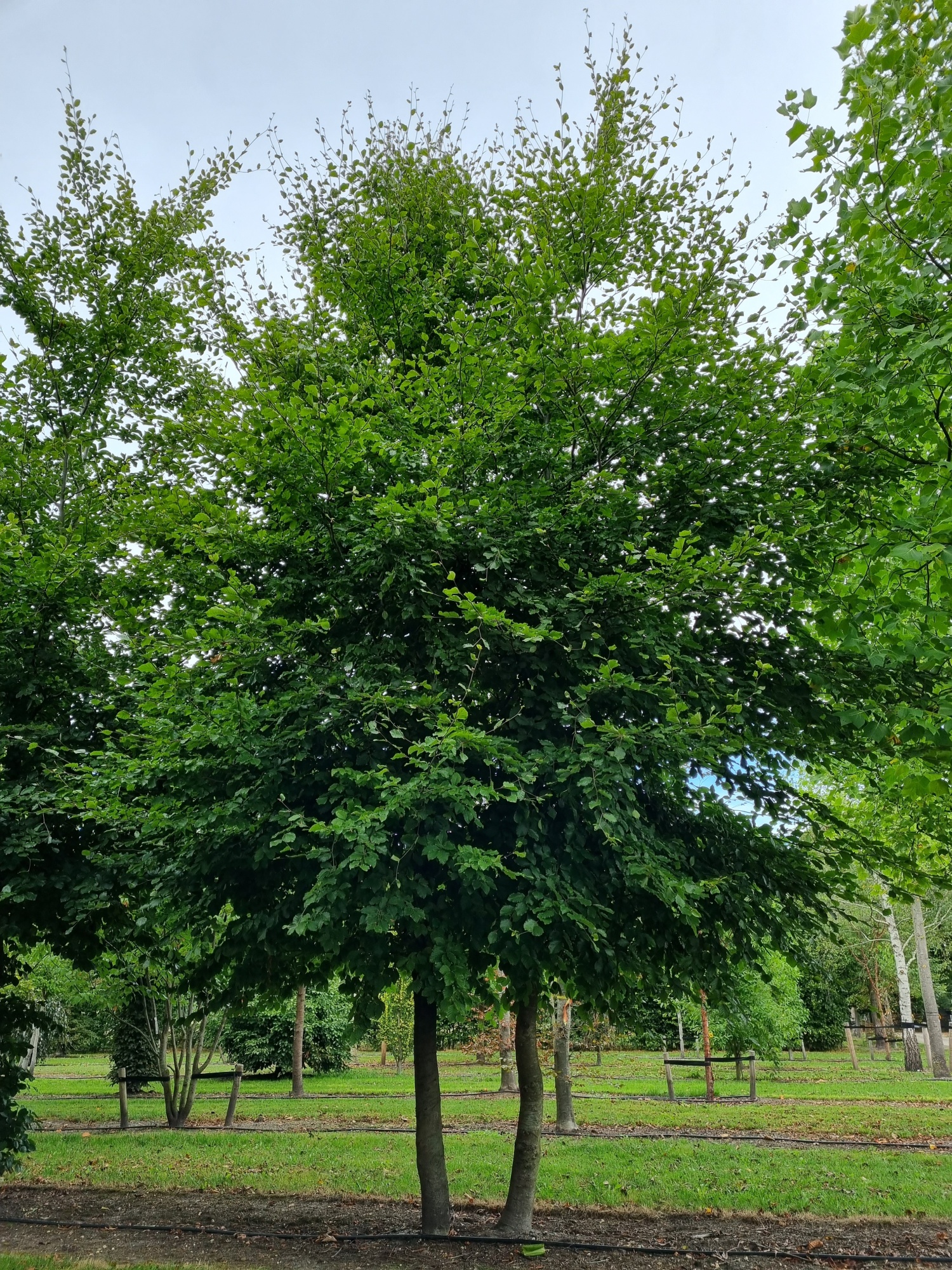 Gewone beuk, Fagus sylvatica kopen