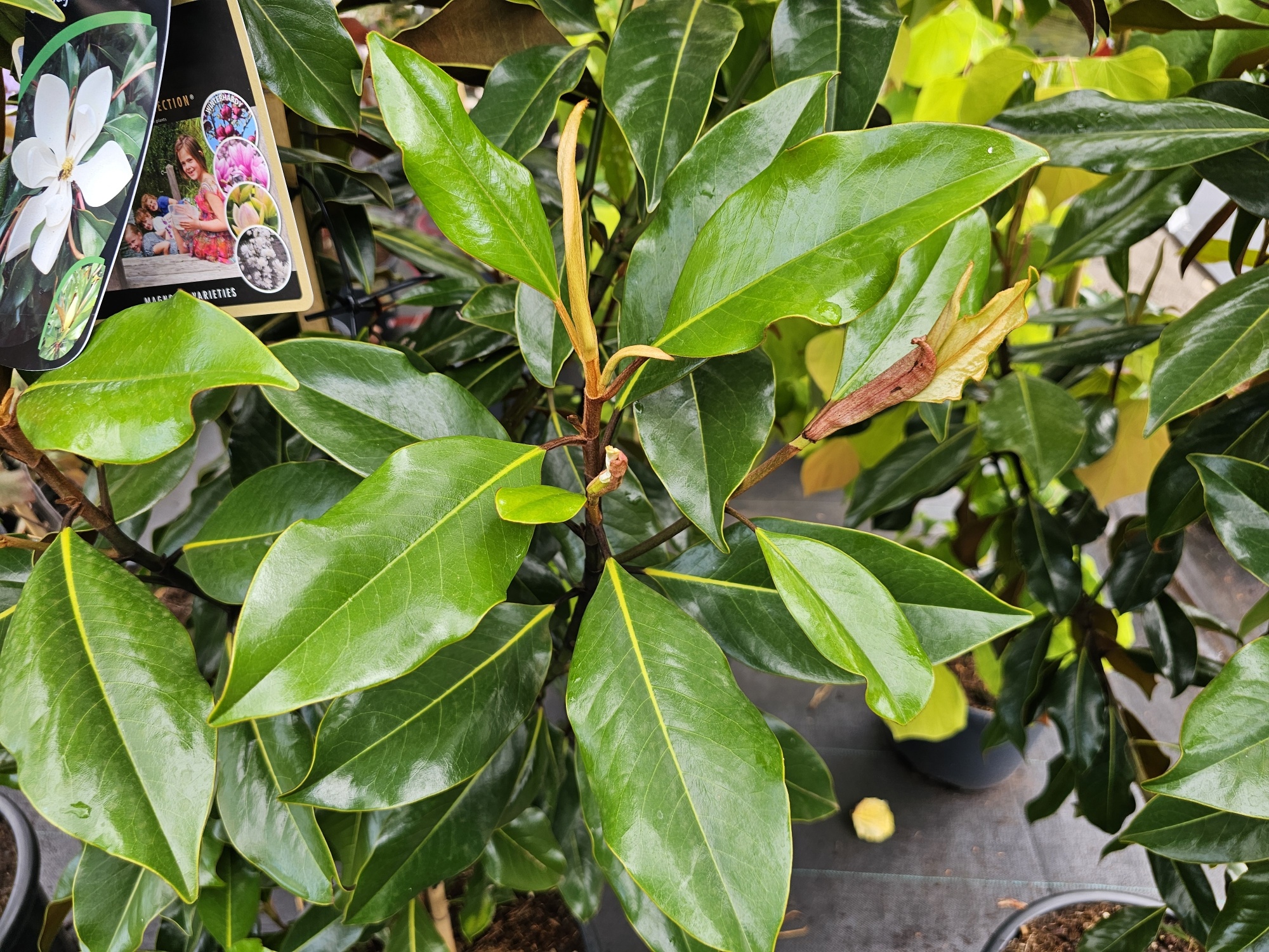 Magnolia Kay Parris, Magnolia grandiflora 'Kay Parris' kopen