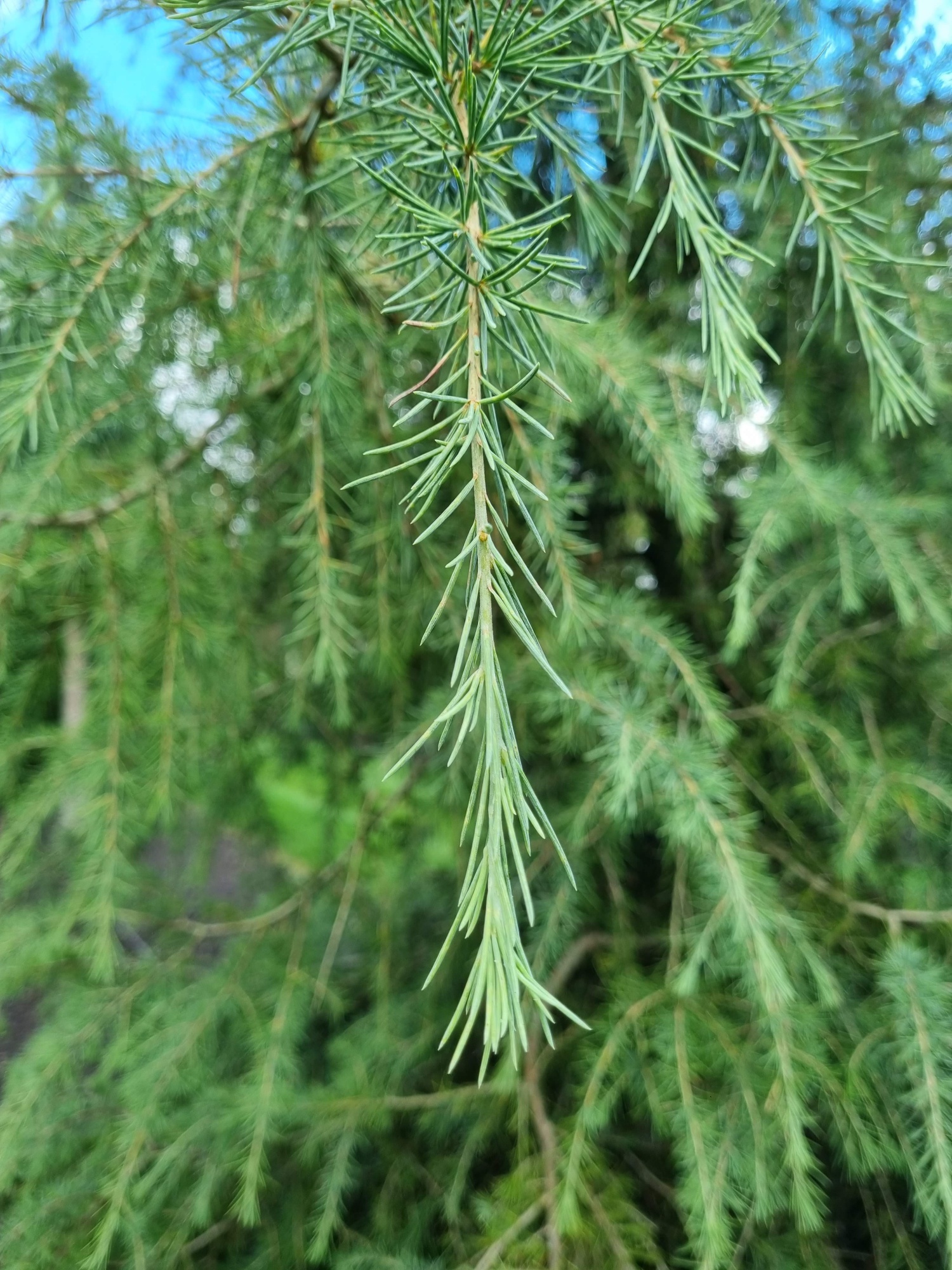 Cedrus deodara (Himalayaceder) kopen?