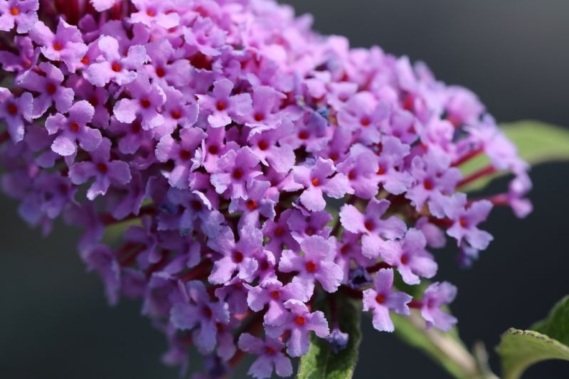 Vlinderstruik 'Buzz Violet', Buddleja davidii 'Buzz Violet' kopen