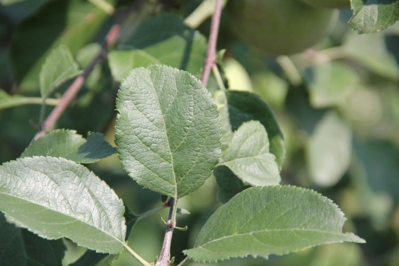 Appel 'Fuji', Malus domestica 'Fuji' kopen
