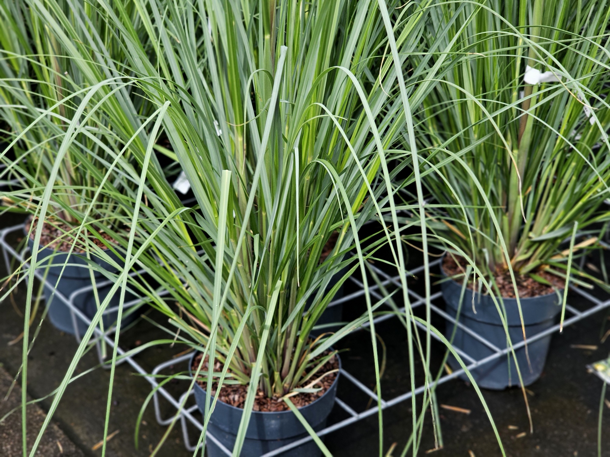 Pampasgras 'Mini Pampas', Cortaderia selloana 'Mini Pampas' kopen