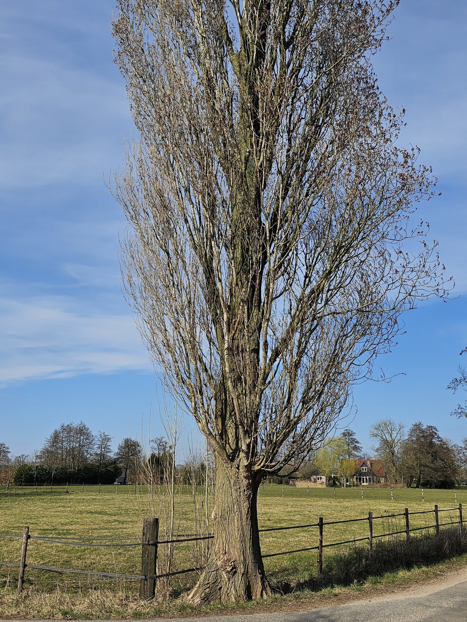 Italiaanse populier, Populus nigra 'Italica' kopen