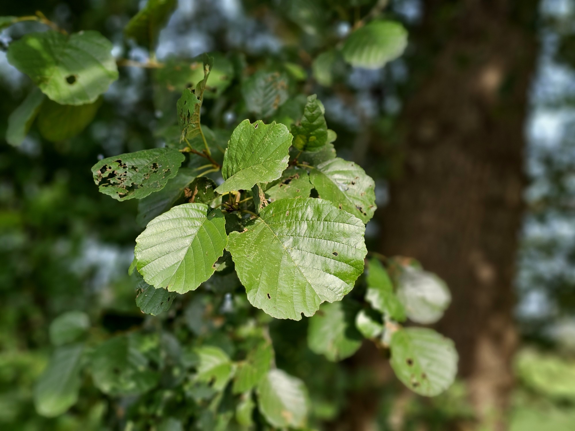 Zwarte Els, Alnus glutinosa kopen