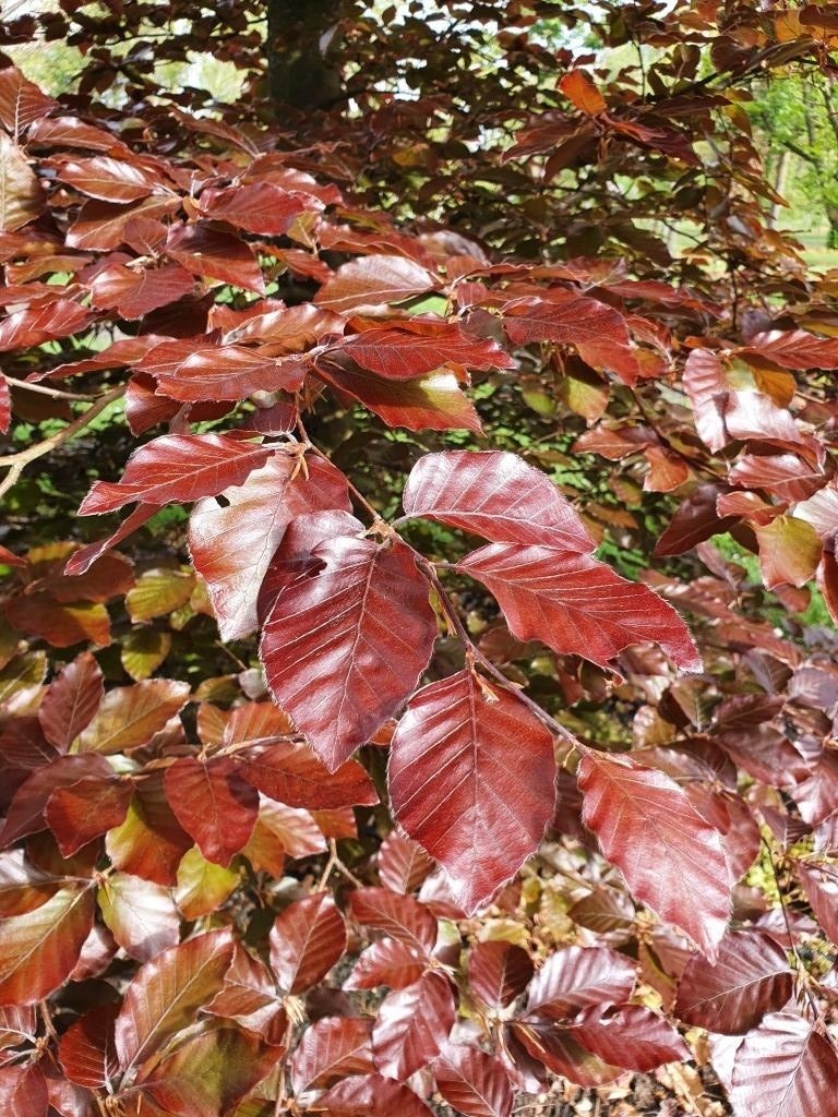 Sierlijke Rode beuk kopen? | Exclusief van Ten Hoven Bomen