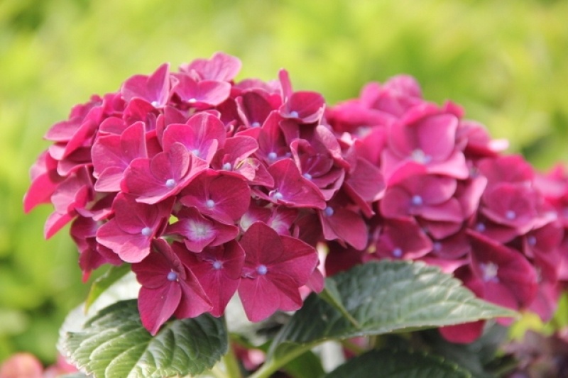 Hortensia Forever & Ever Purple, Hydrangea Forever & Ever Purple kopen