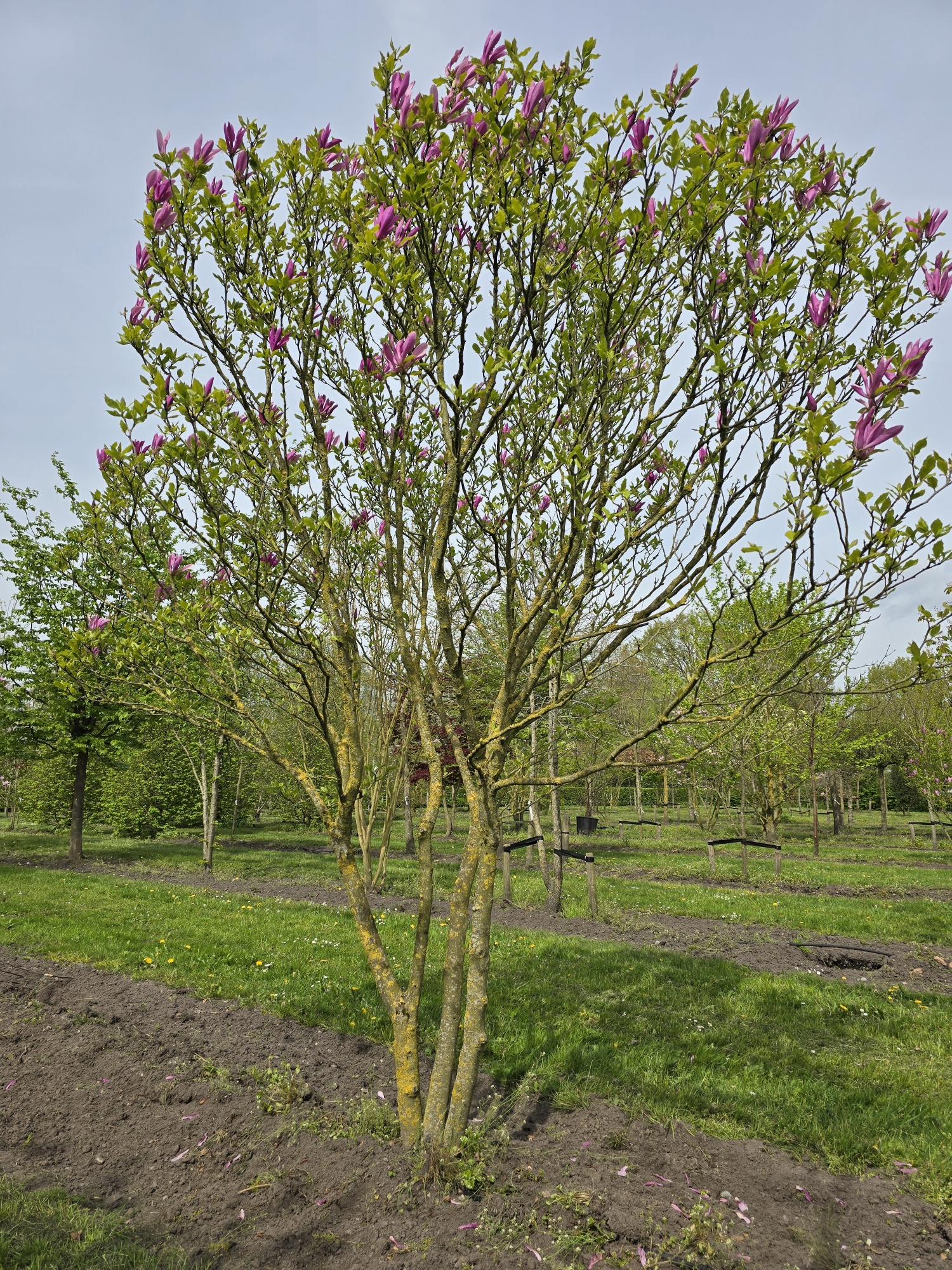 Magnolia 'Susan', Magnolia 'Susan' kopen