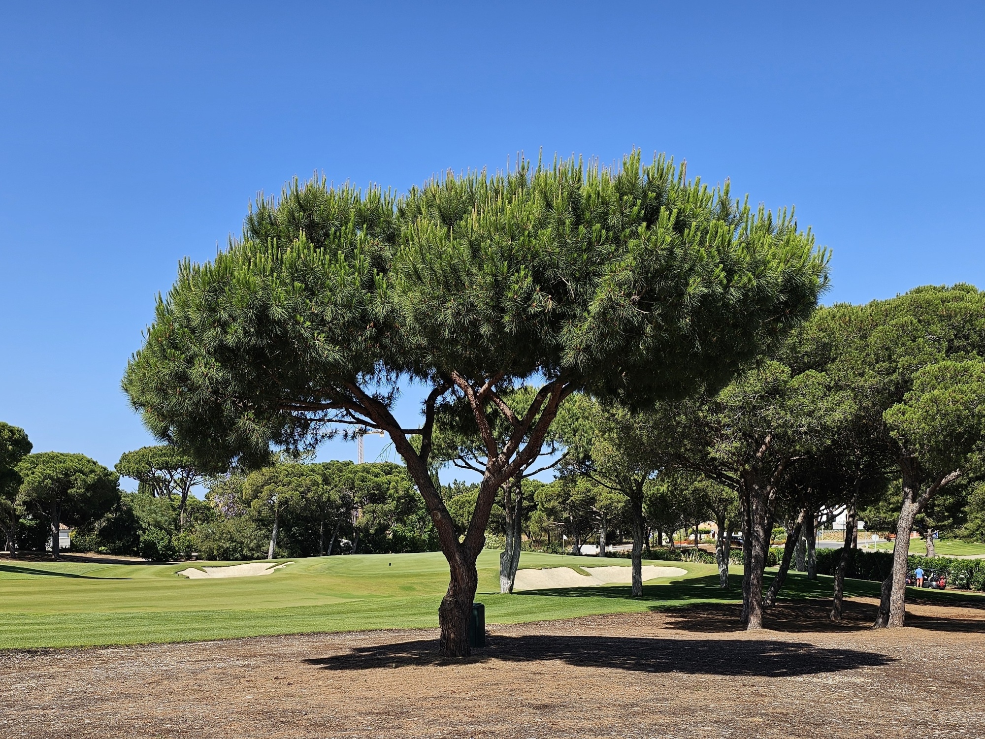 Parasolden, Pinus pinea kopen