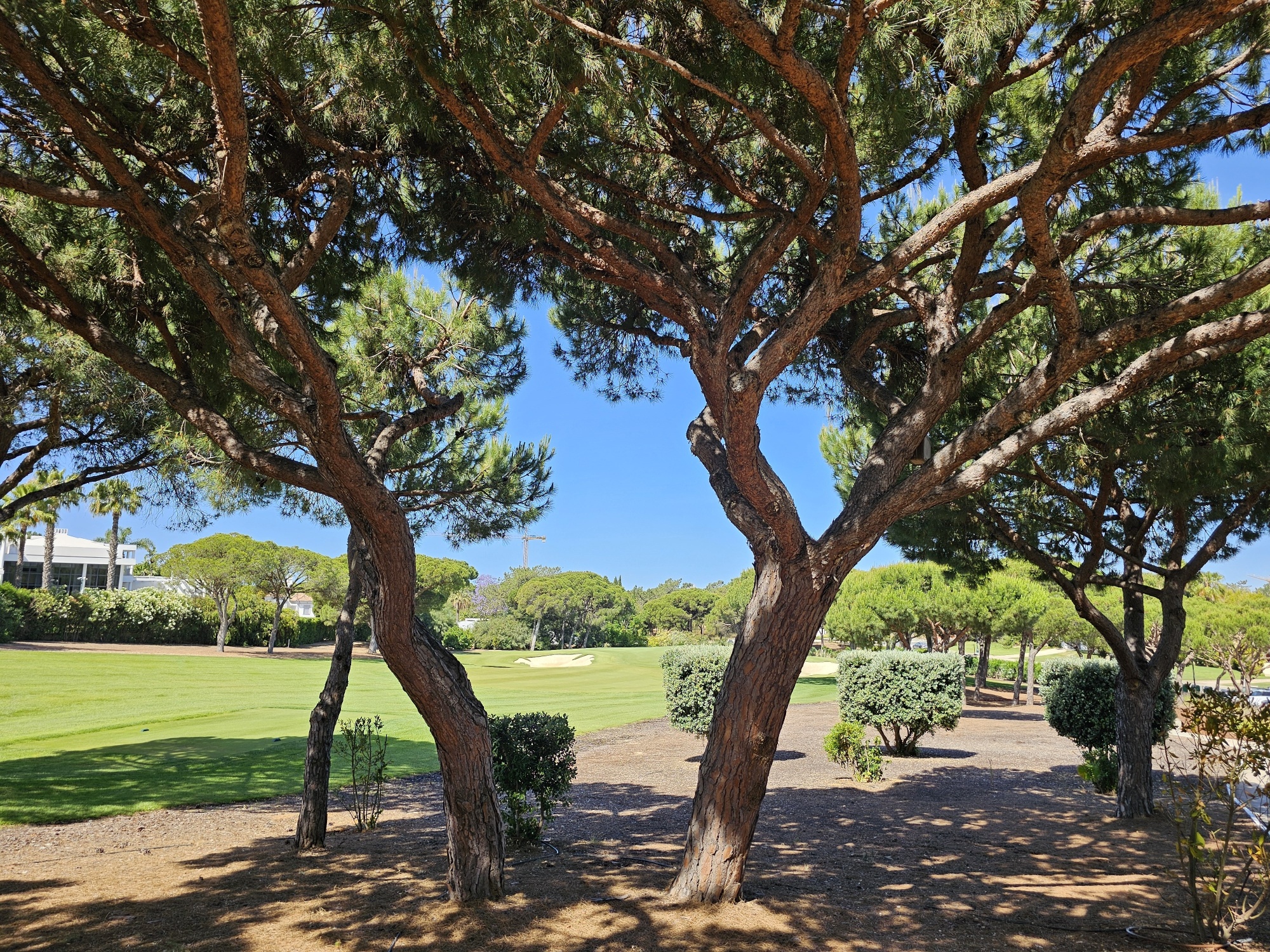 Parasolden, Pinus pinea kopen