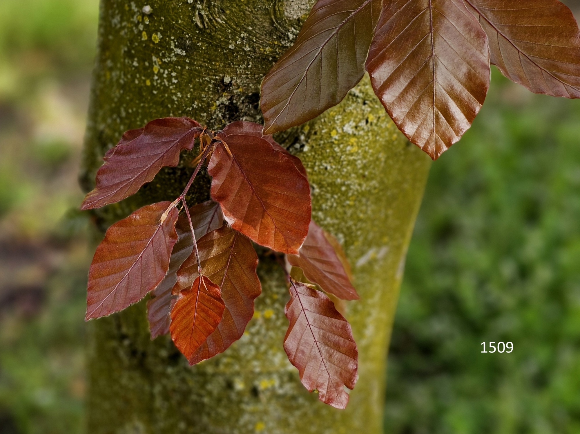 Zoekt u een grote rode beuk? Nr 977 is al een flinke reus.