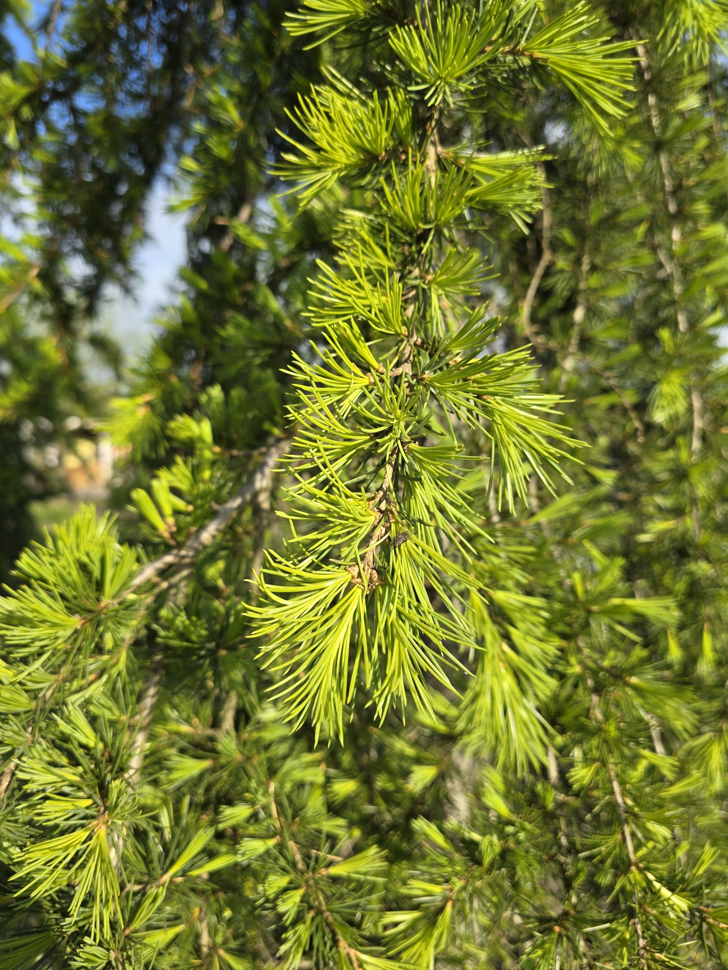 Een Cedrus deodara 'Pendula' als grote treurboom kopen?