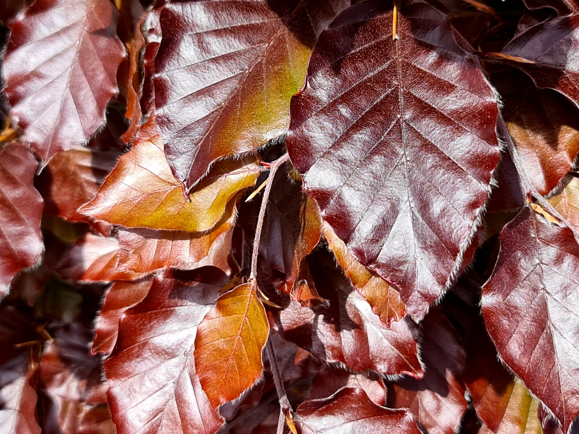 Een solitaire Rode Beuk kopen? Direct sfeer en resultaat nodig?