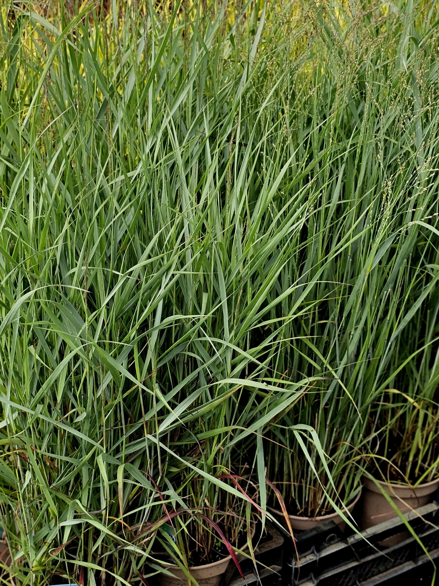 Vingergras 'Heavy Metal', Panicum virgatum 'Heavy Metal' kopen