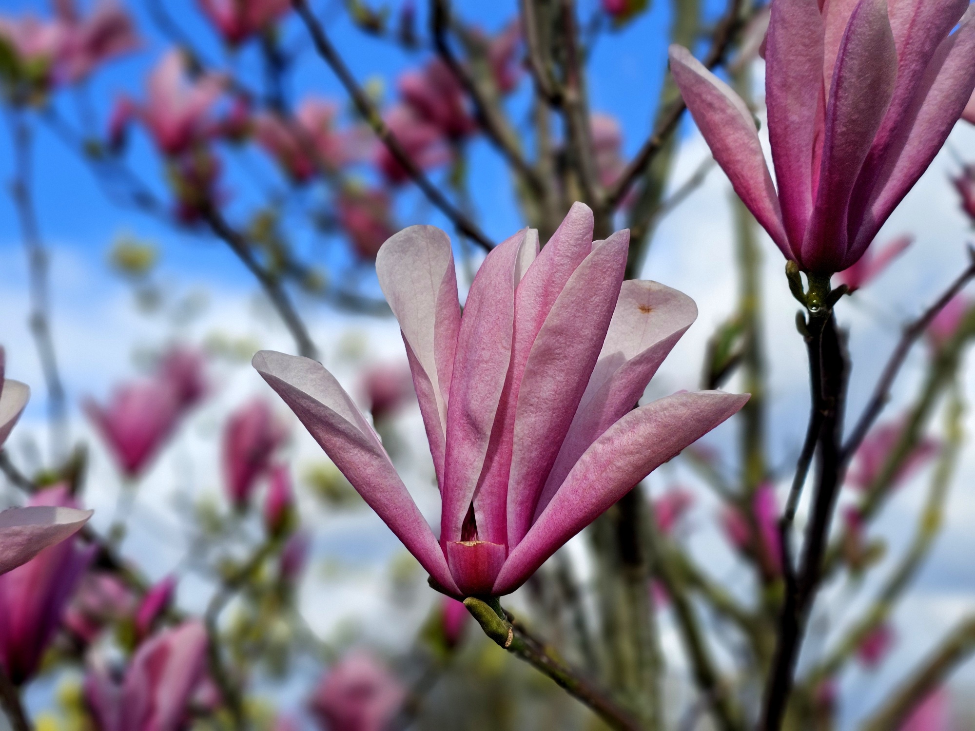 Magnolia 'Galaxy', Magnolia 'Galaxy' kopen