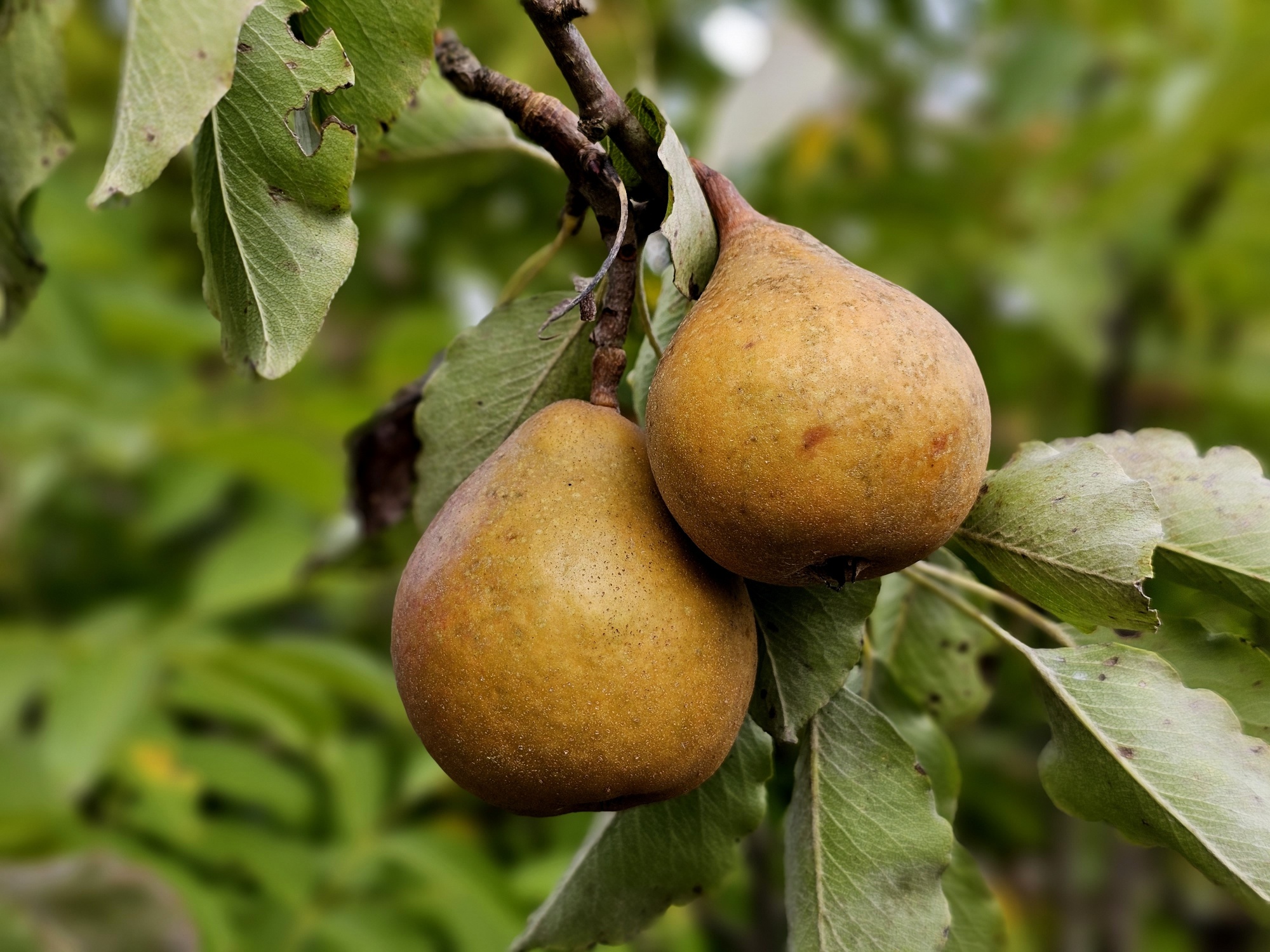 Pyrus c. 'Gieser Wildeman' is een sterk ras stoofpeer