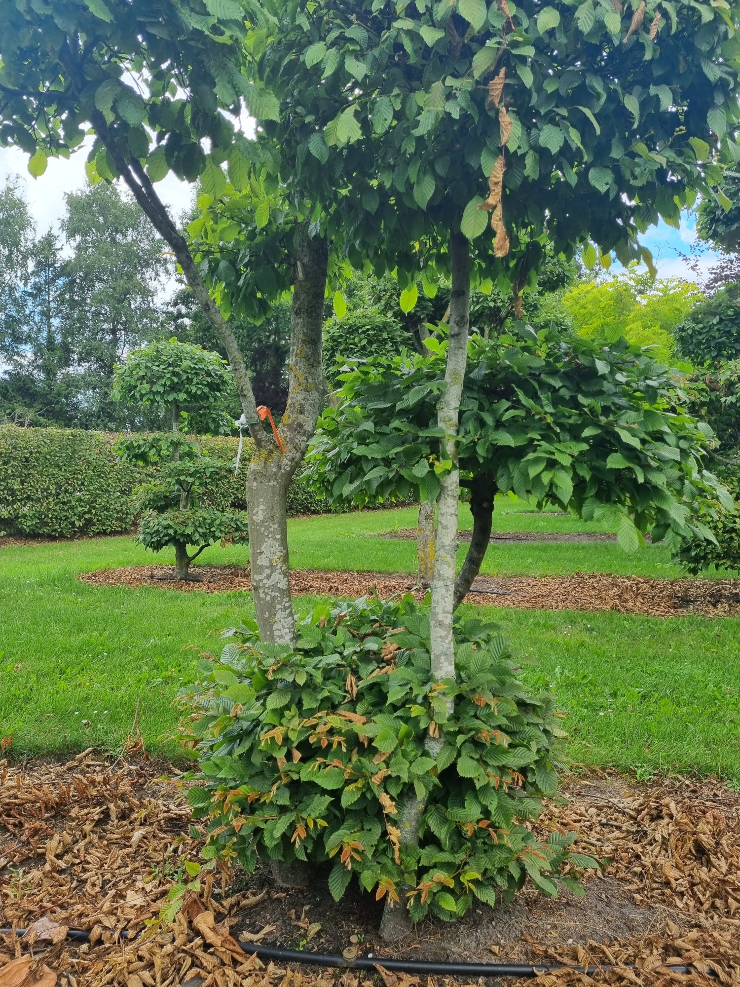 Haagbeuk met 3 stammen als tuinbonsai kopen?