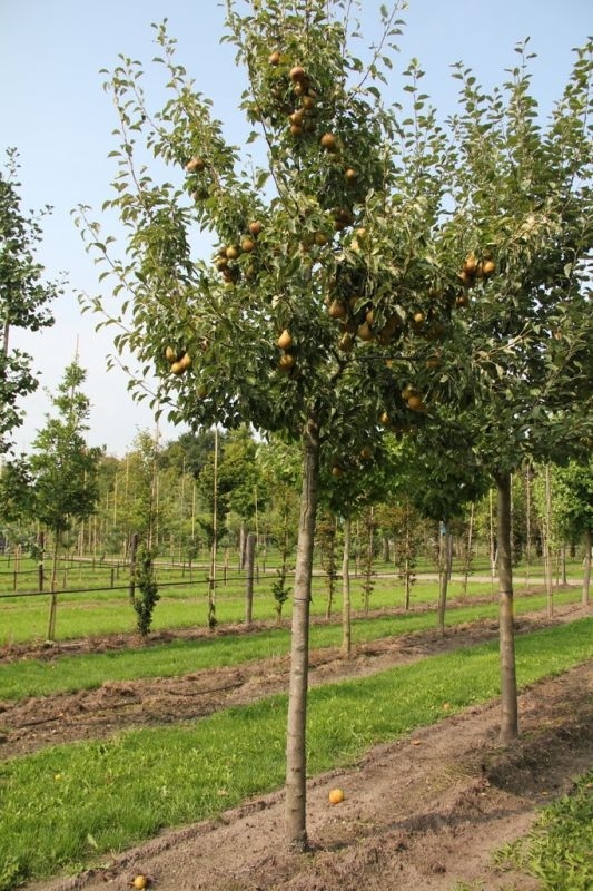 Stoofpeer 'Gieser Wildeman', Pyrus communis 'Gieser Wildeman' kopen