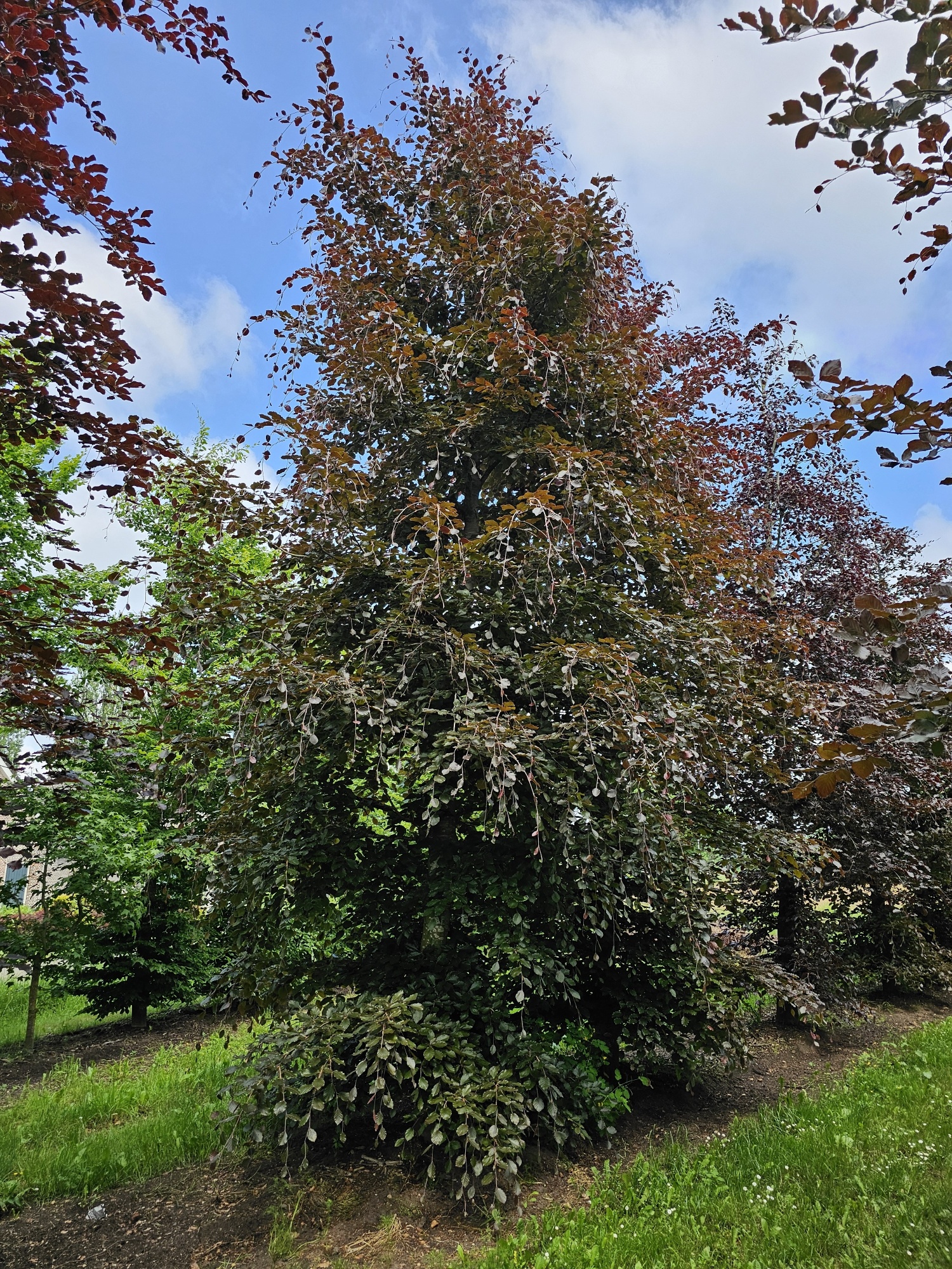 Grote rode beukenboom kopen? | Ten Hoven Bomen