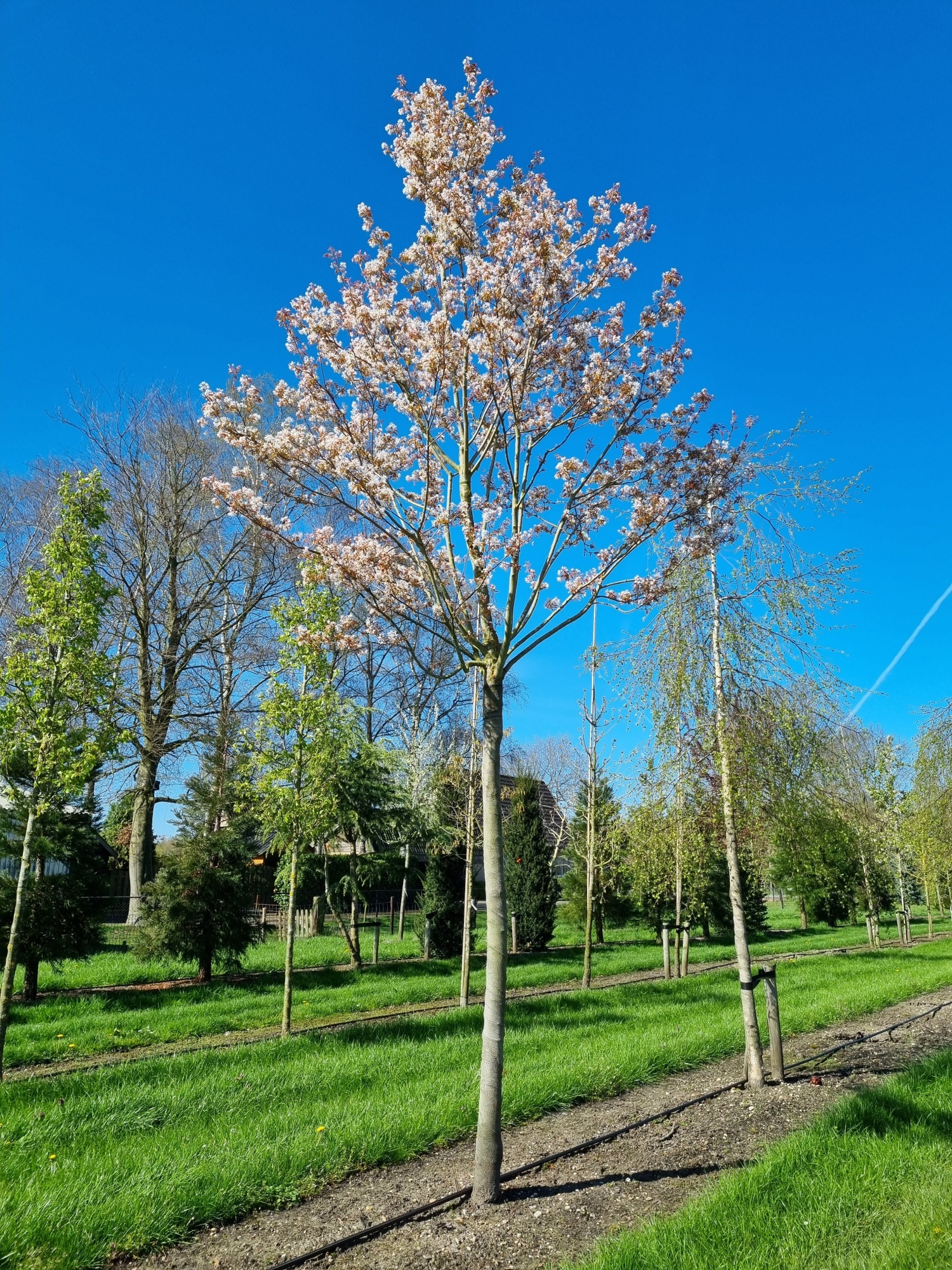 Kaufen Sie eine große Amelanchier arborea 'Robin Hill'?