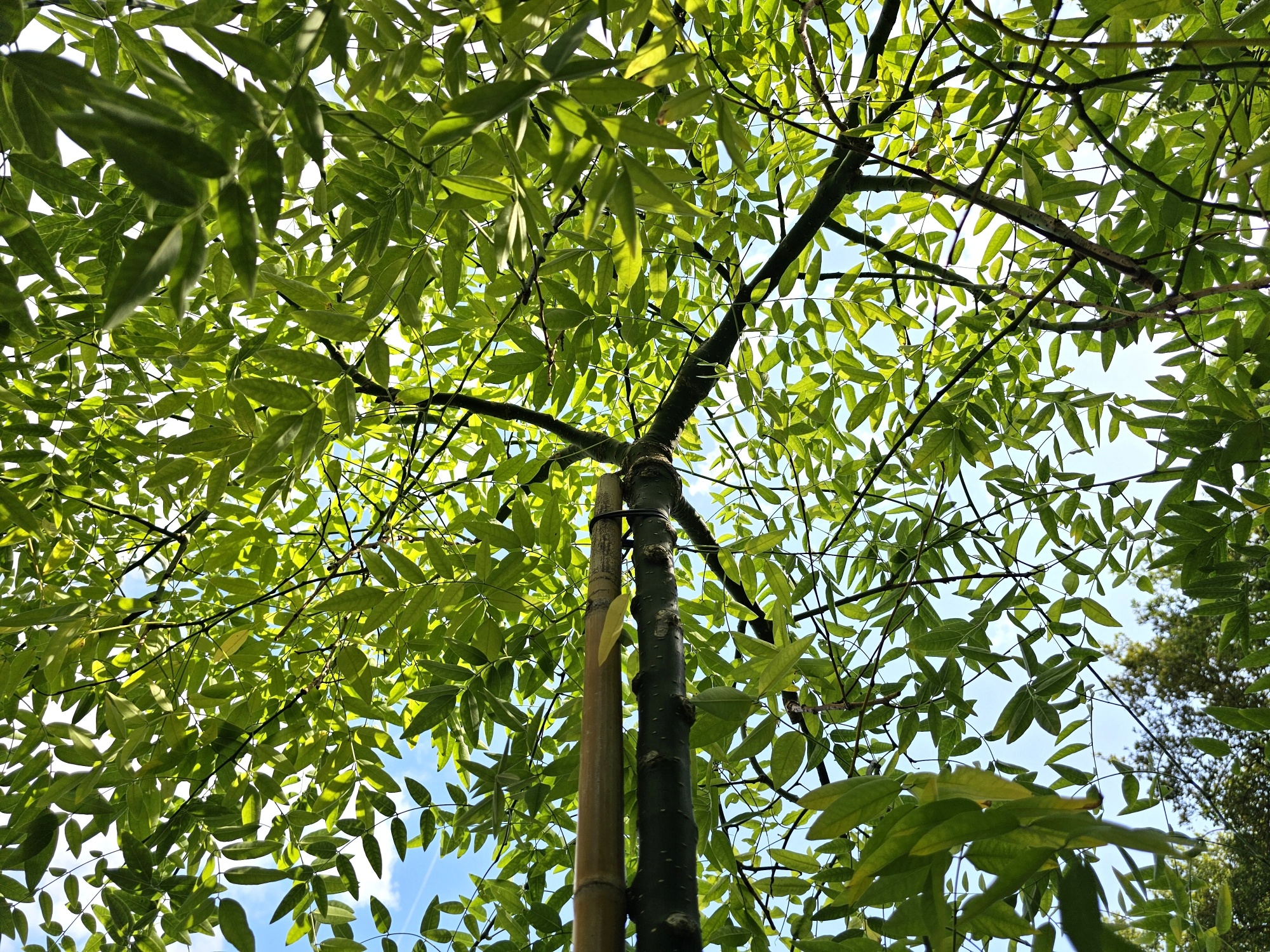 Treurvormige Japanse Honingboom, Sophora Japonica 'Pendula' kopen