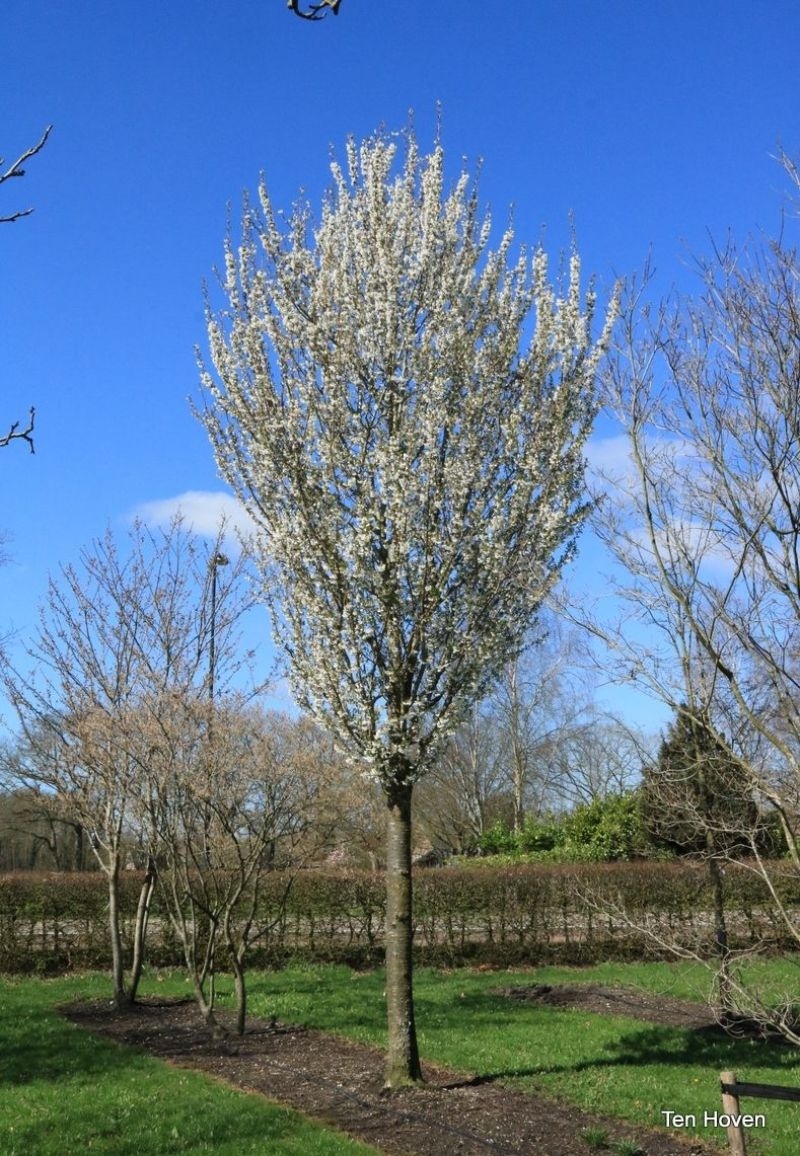 Chinese Kers, Prunus 'Umineko' kopen