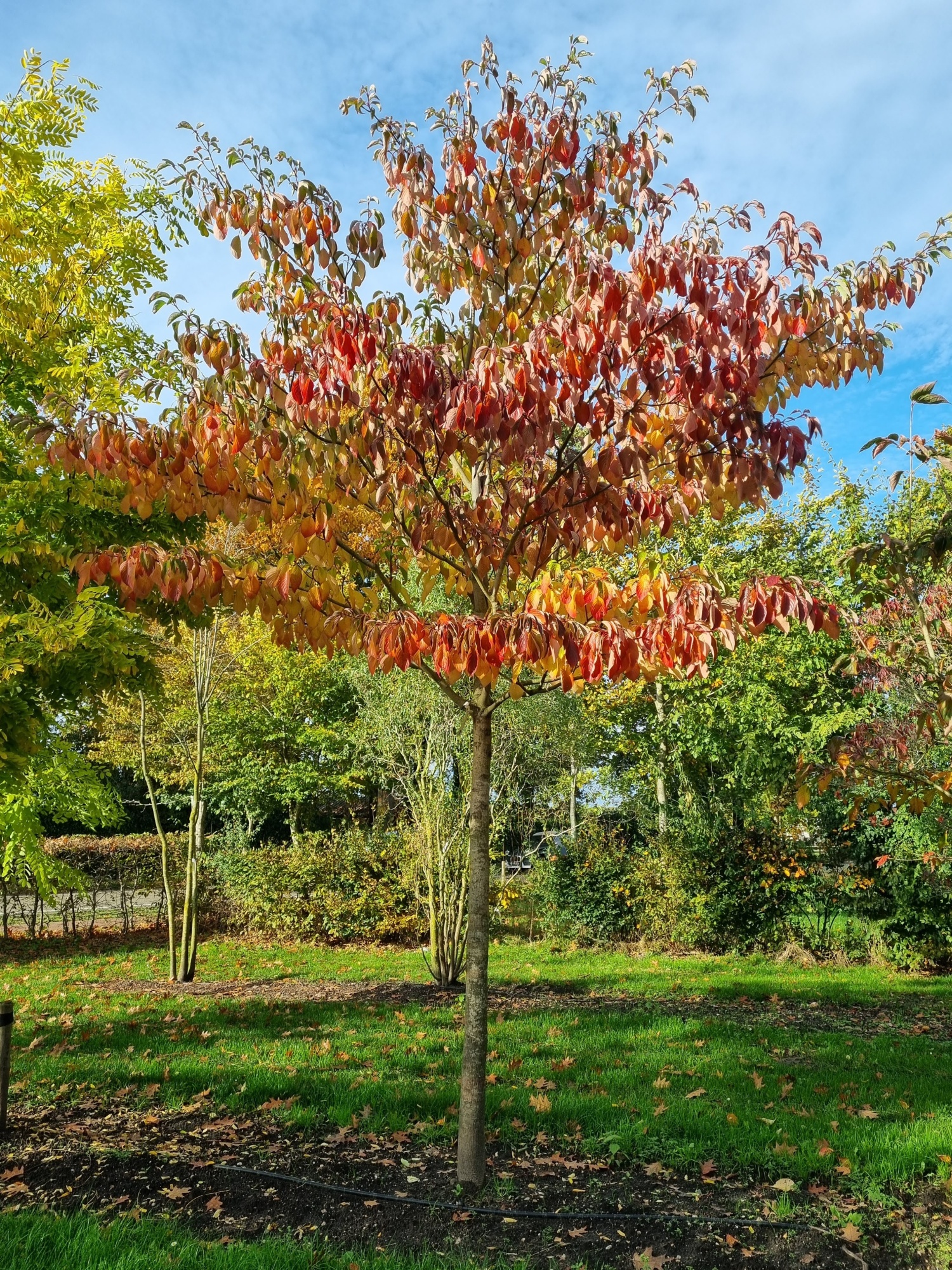 Reuze kornoelje, Cornus controversa kopen