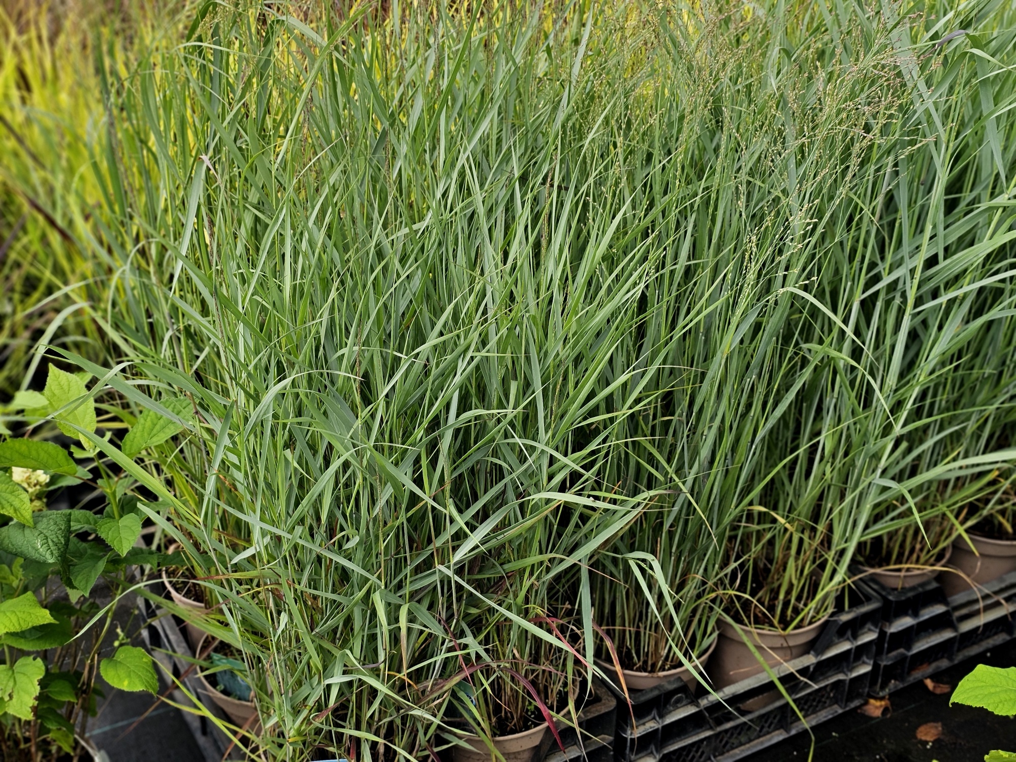 Vingergras 'Heavy Metal', Panicum virgatum 'Heavy Metal' kopen