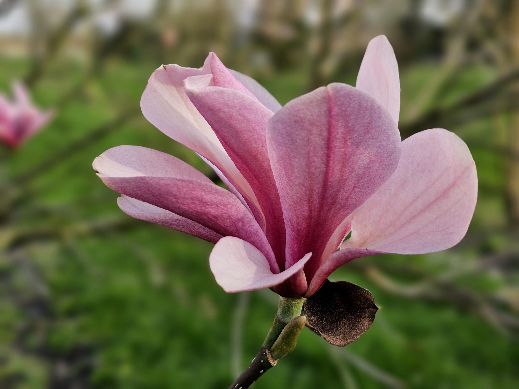 Magnolia 'Galaxy', Magnolia 'Galaxy' kopen