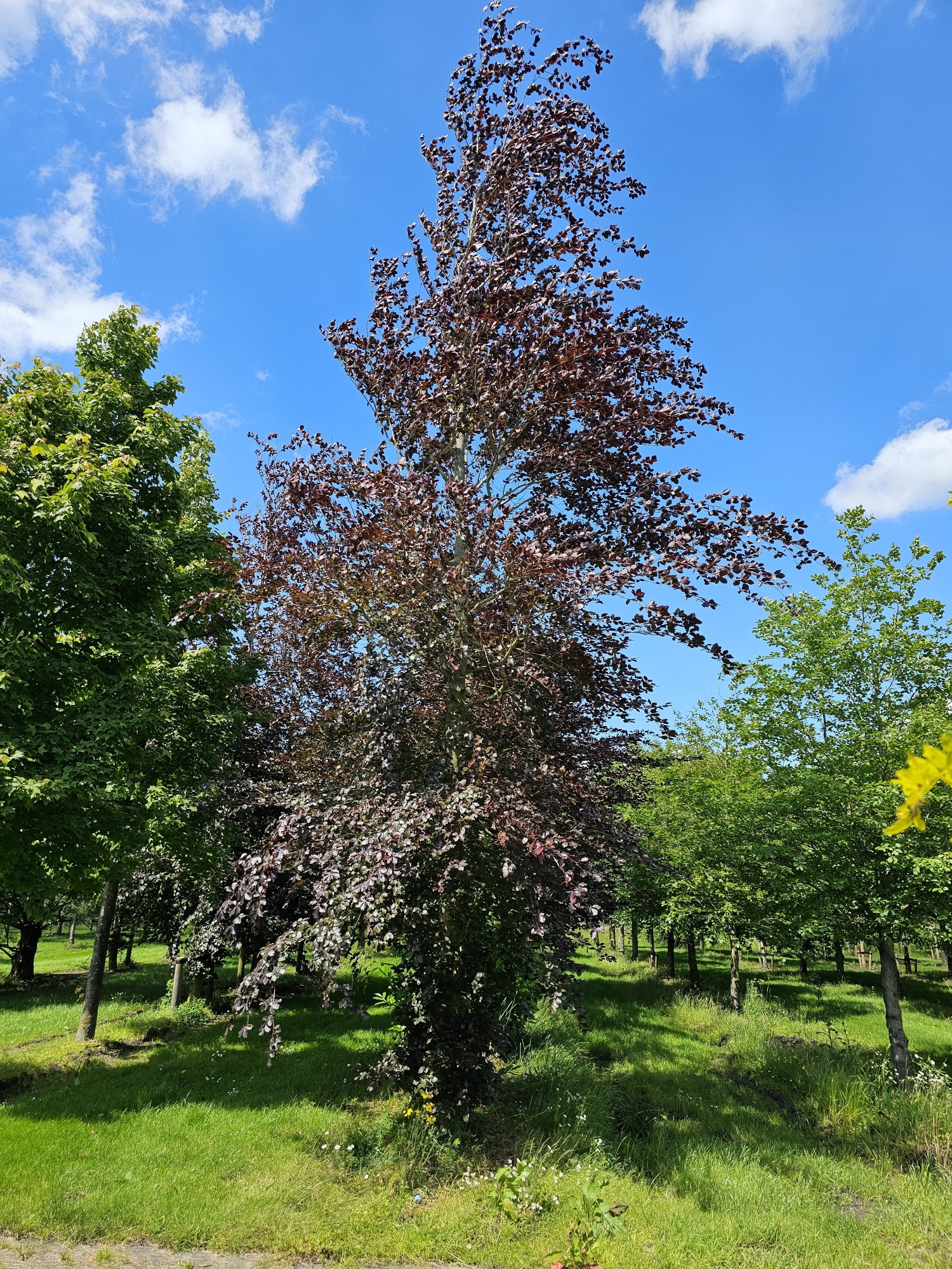 Op zoek naar een volwassen Rode Beuken boom?