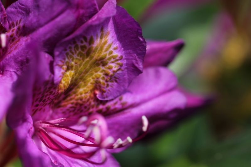 Rododendron 'Marcel Menard', Rhododendron 'Marcel Menard' kopen