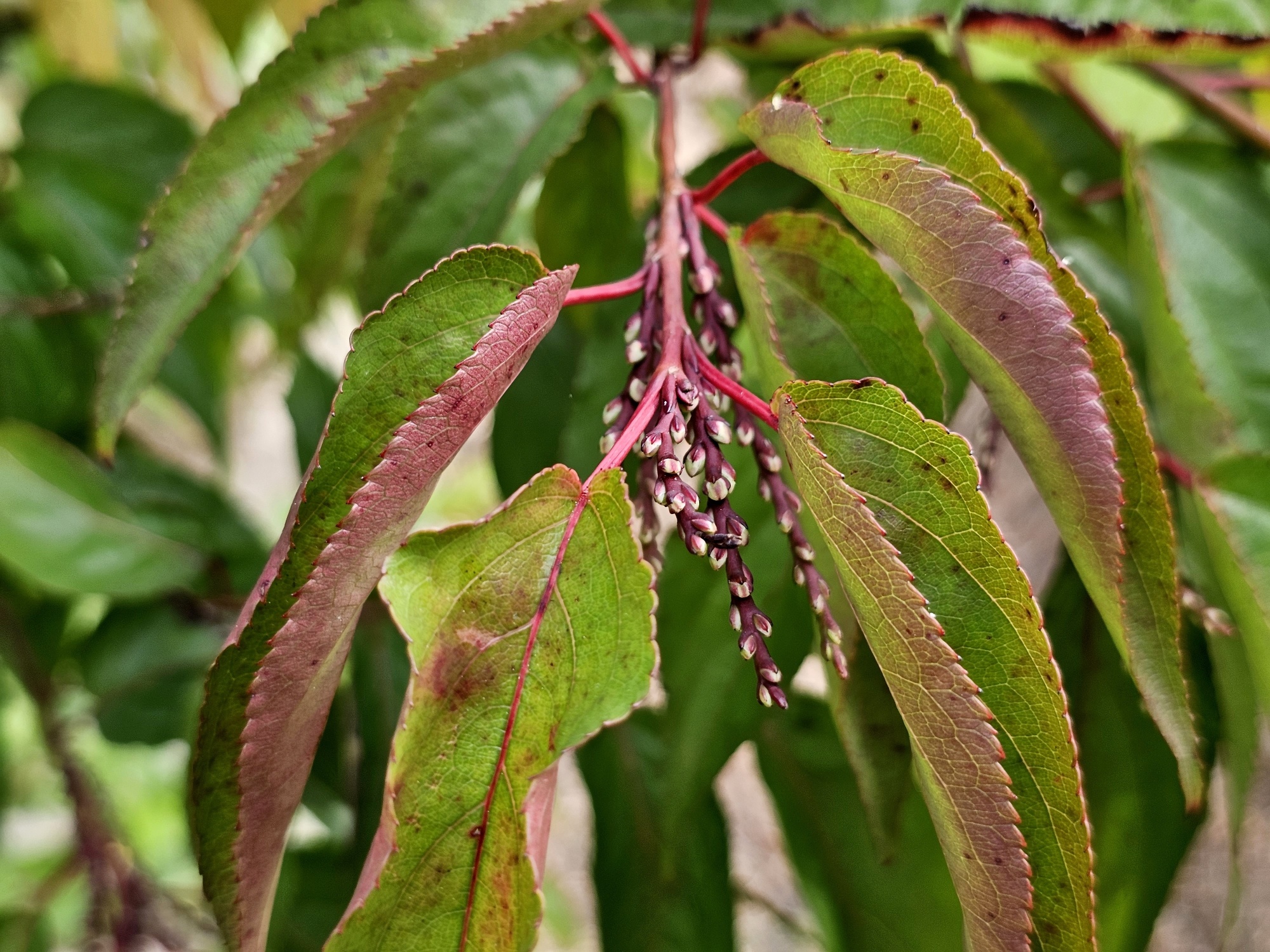 Staartaar, Stachyurus praecox kopen