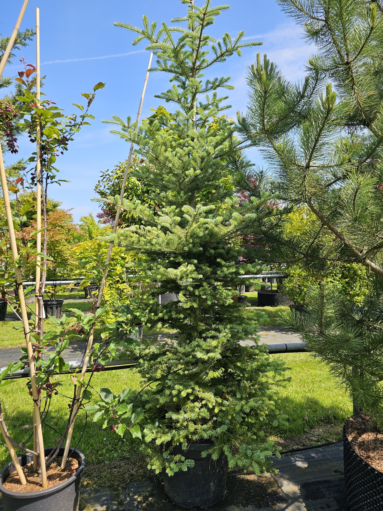 Een grote Fraser spar kopen?