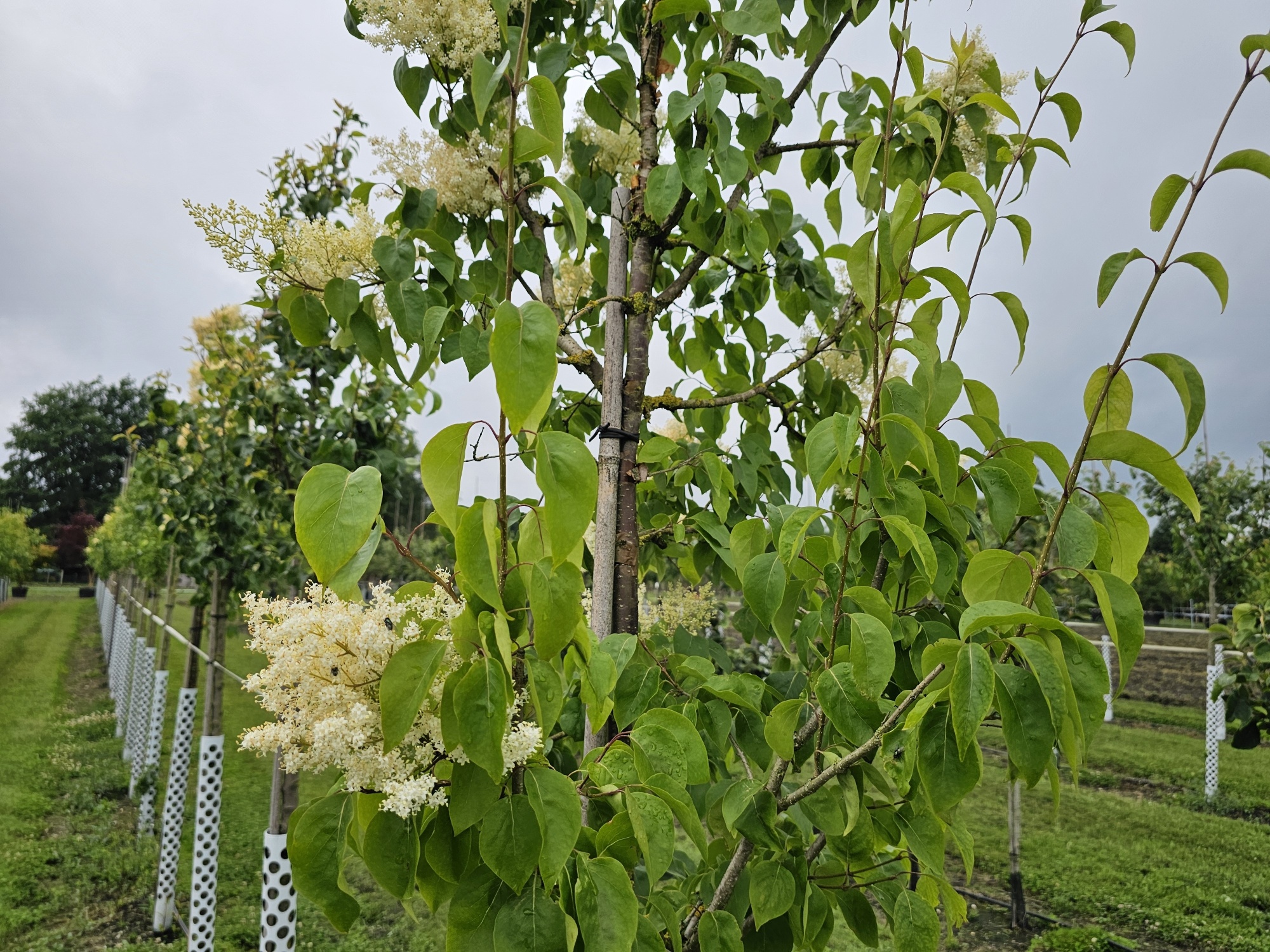 Chinese sering 'China Snow', Syringa pekinensis 'China Snow' kopen