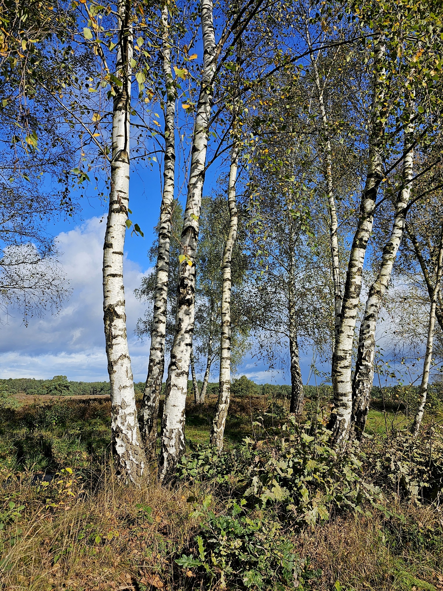 Ruwe Berk, cultivar, Betula pendula 'Zwitsers Glorie' kopen