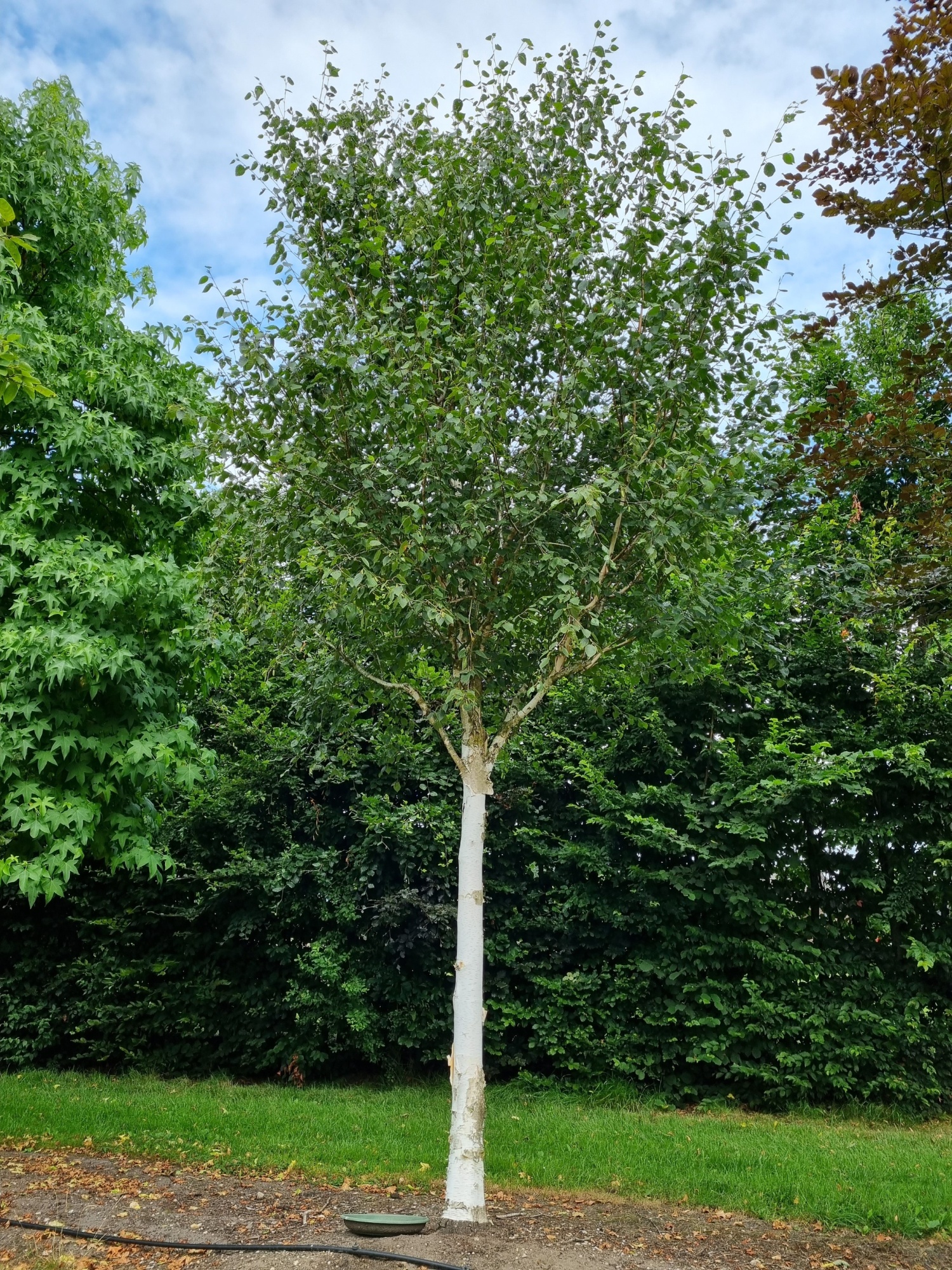 Himalayaberk, Betula utilis 'Doorenbos' kopen