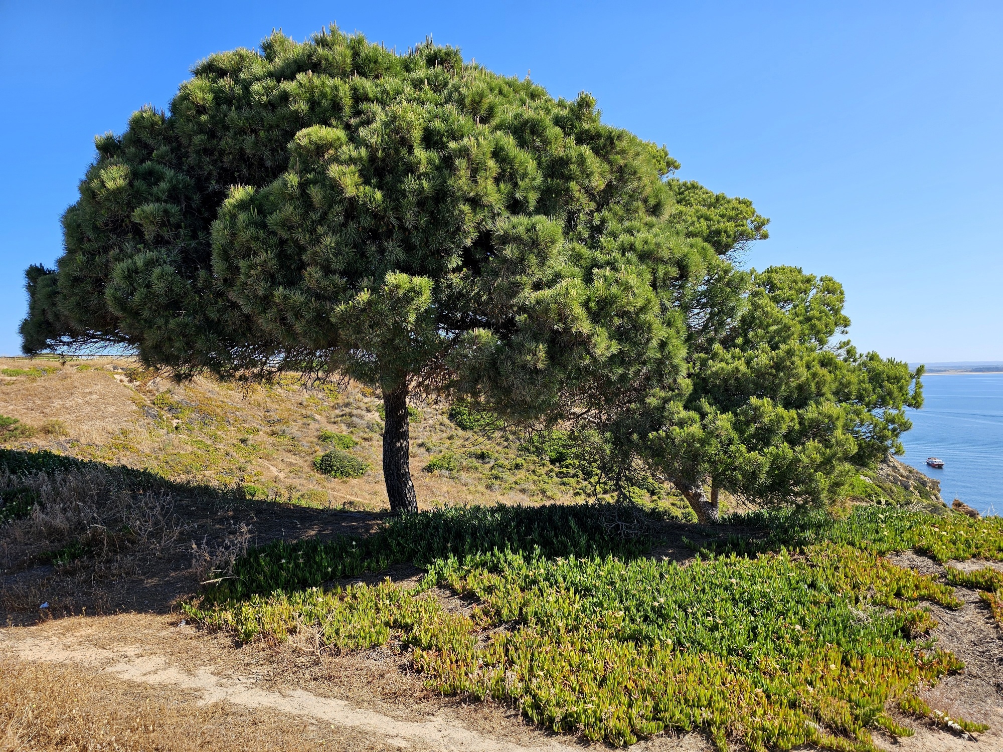 Parasolden, Pinus pinea kopen