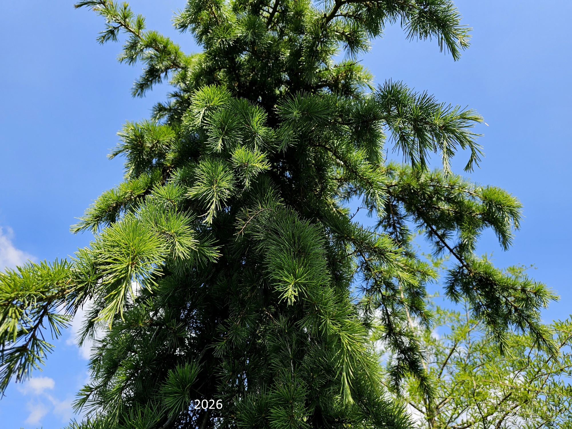 Een Cedrus deodara 'Pendula' als grote treurboom kopen?