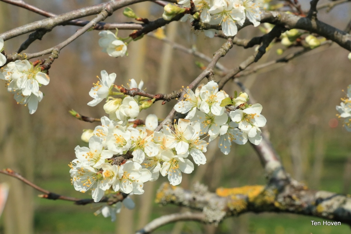 Karaktervolle pruimenboom gezocht? Bekijk ons aanbod!