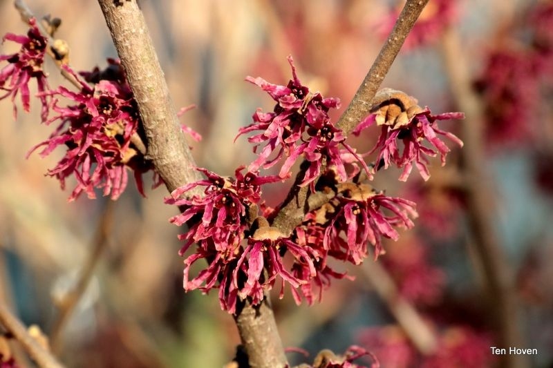Toverhazelaar 'Amethyst', Hamamelis vernalis 'Amethyst' kopen