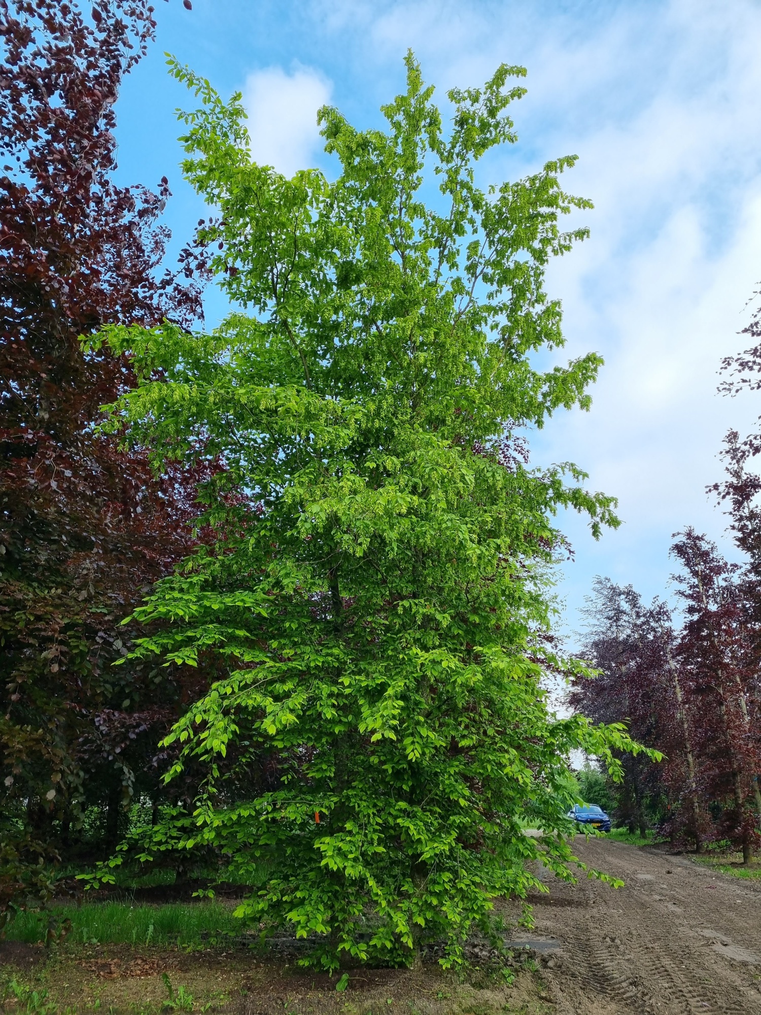 Haagbeuk, Carpinus betulus kopen
