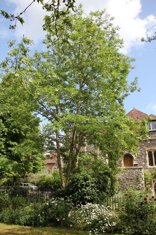 Valse Acacia 'Bessoniana', Robinia pseudoacacia 'Bessoniana' kopen