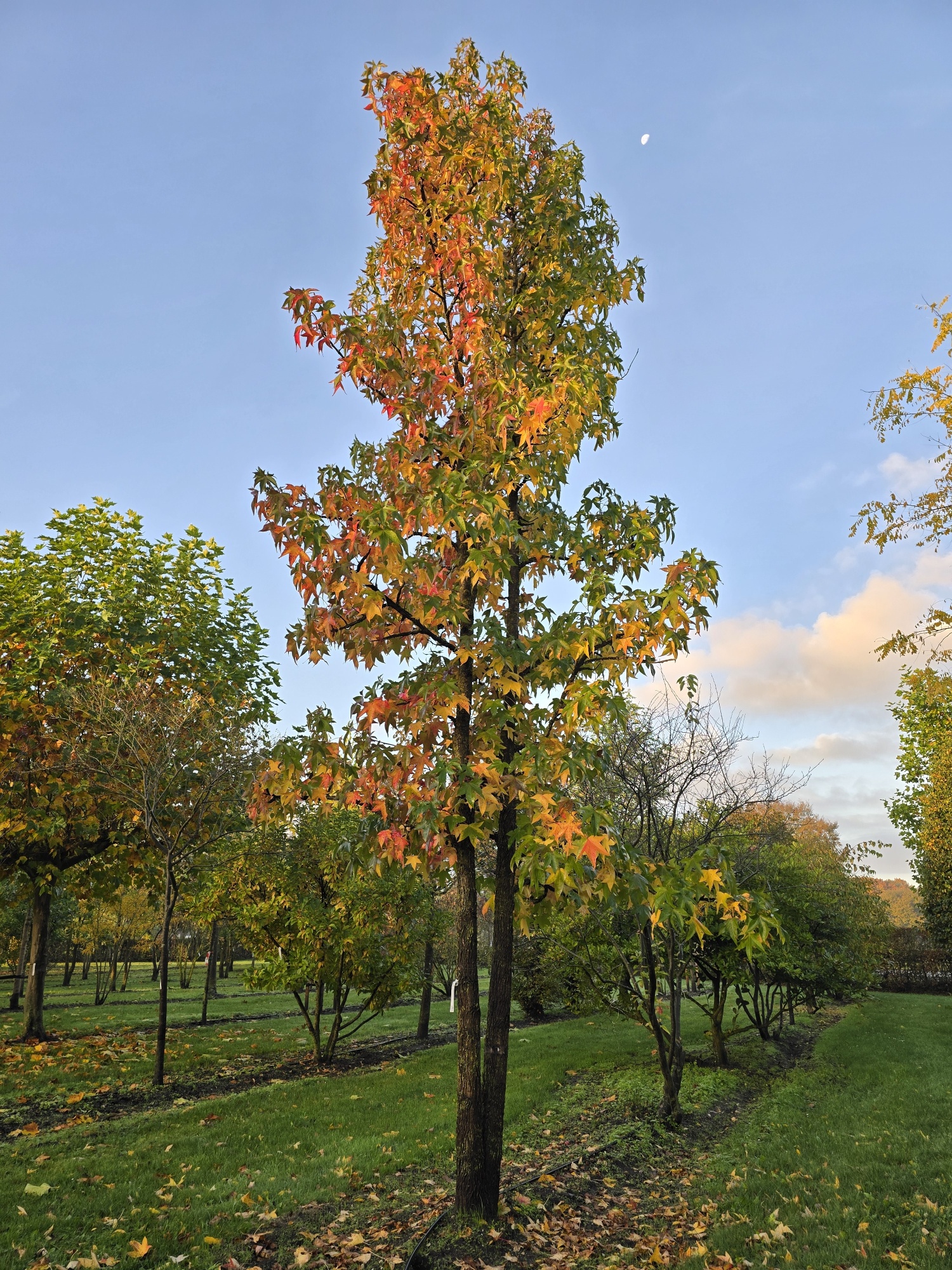 Amberboom, Liquidambar styraciflua kopen