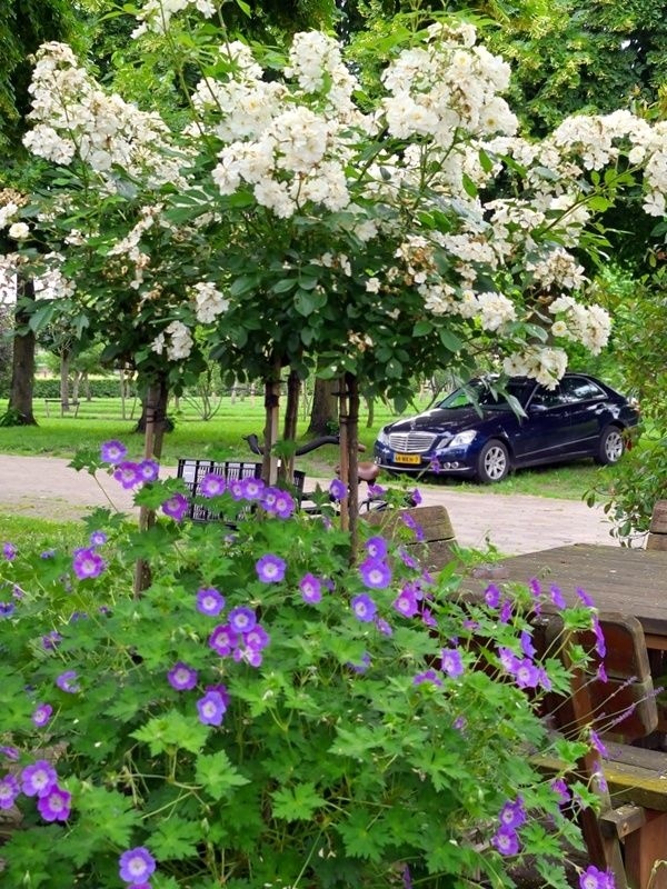 Ooievaarsbek, Rozanne, Geranium 'Rozanne' kopen