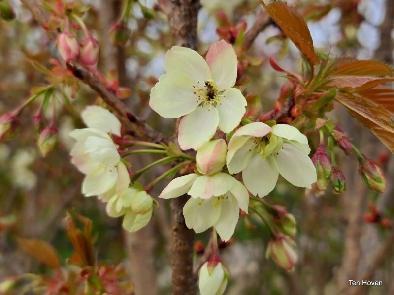 Japanse sierkers 'Ukon', Prunus serrulata 'Ukon' kopen
