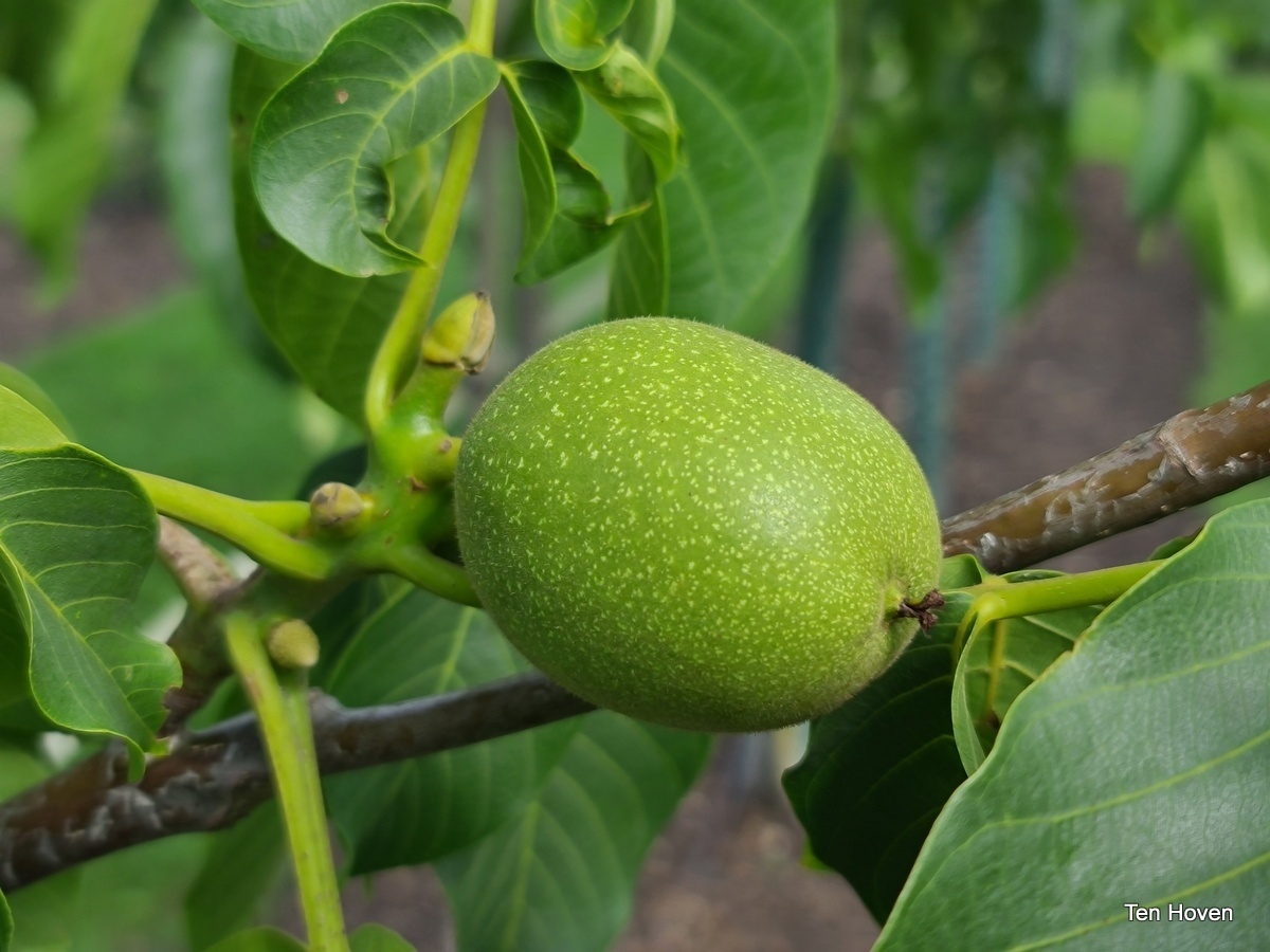 Walnoot 'Broadview', Juglans regia 'Broadview' kopen
