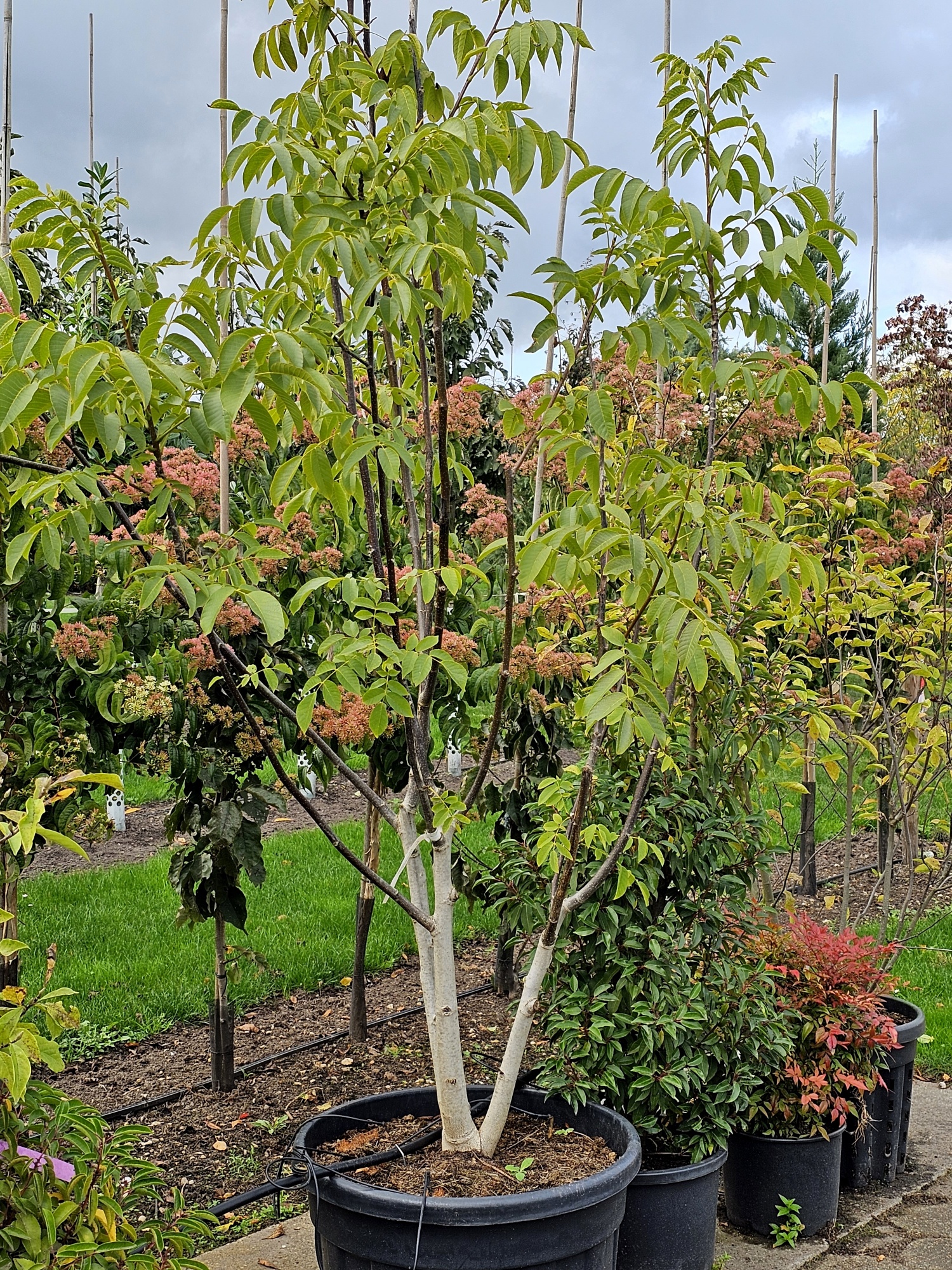 Een solitaire walnoot als meerstammige boom