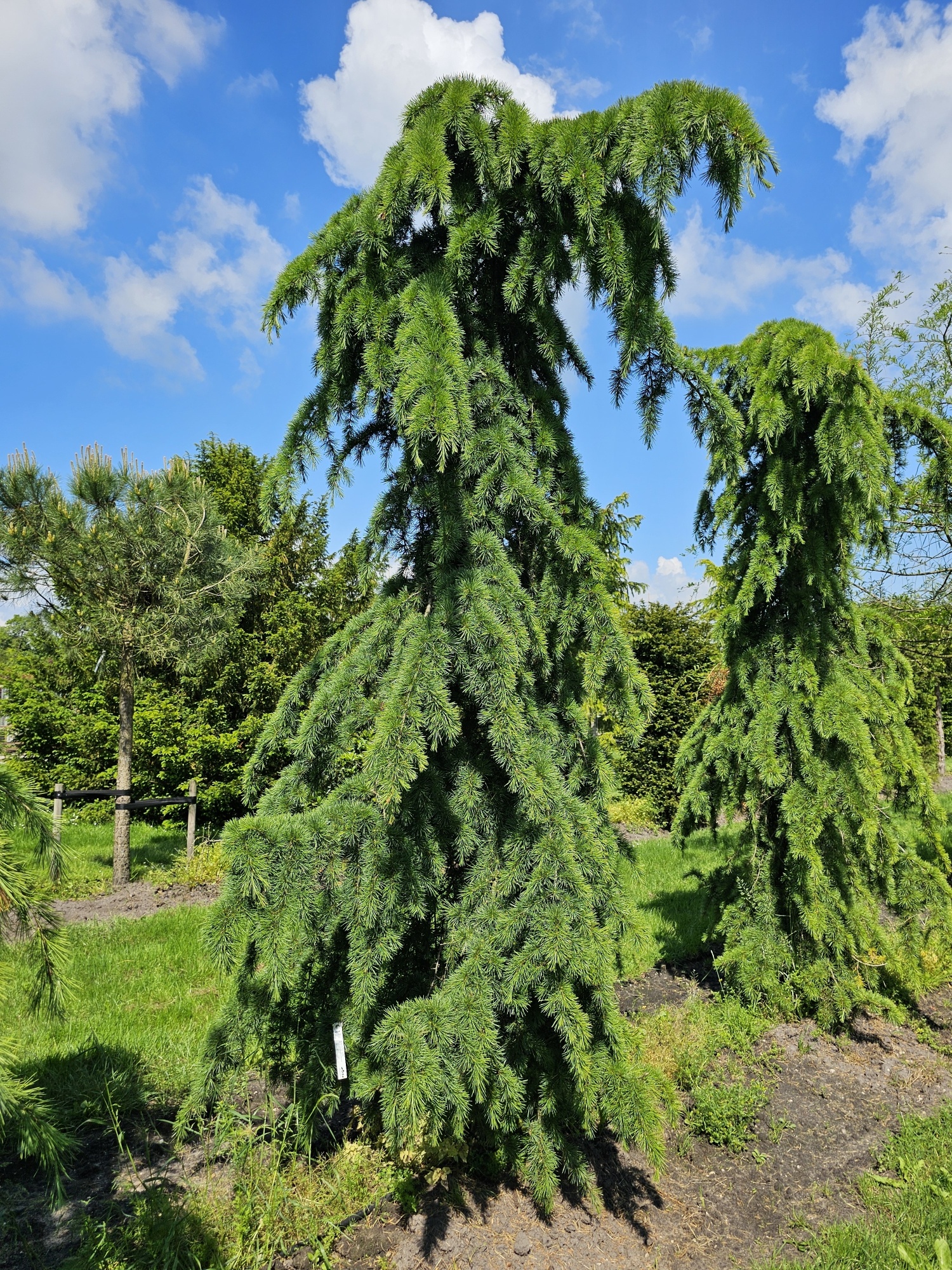 Himalayaceder 'Pendula' , Cedrus deodara 'Pendula' kopen