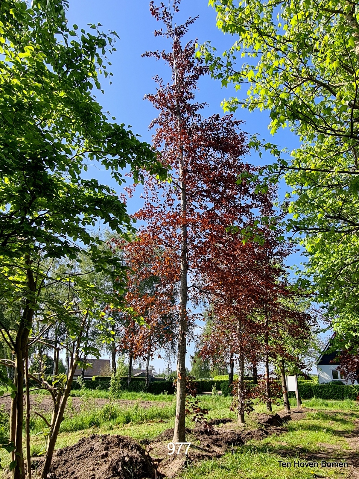 Zoekt u een grote rode beuk? Nr 977 is al een flinke reus.