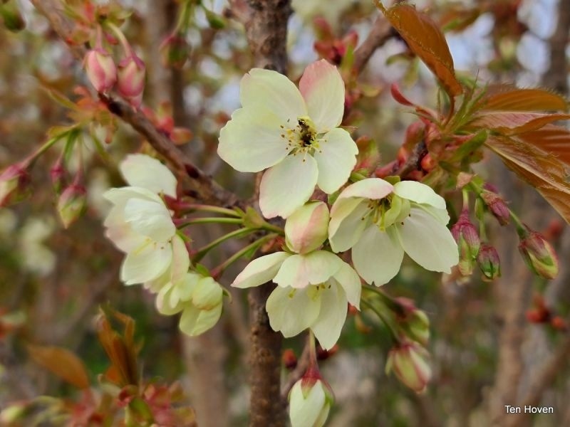 Japanse sierkers 'Ukon', Prunus serrulata 'Ukon' kopen