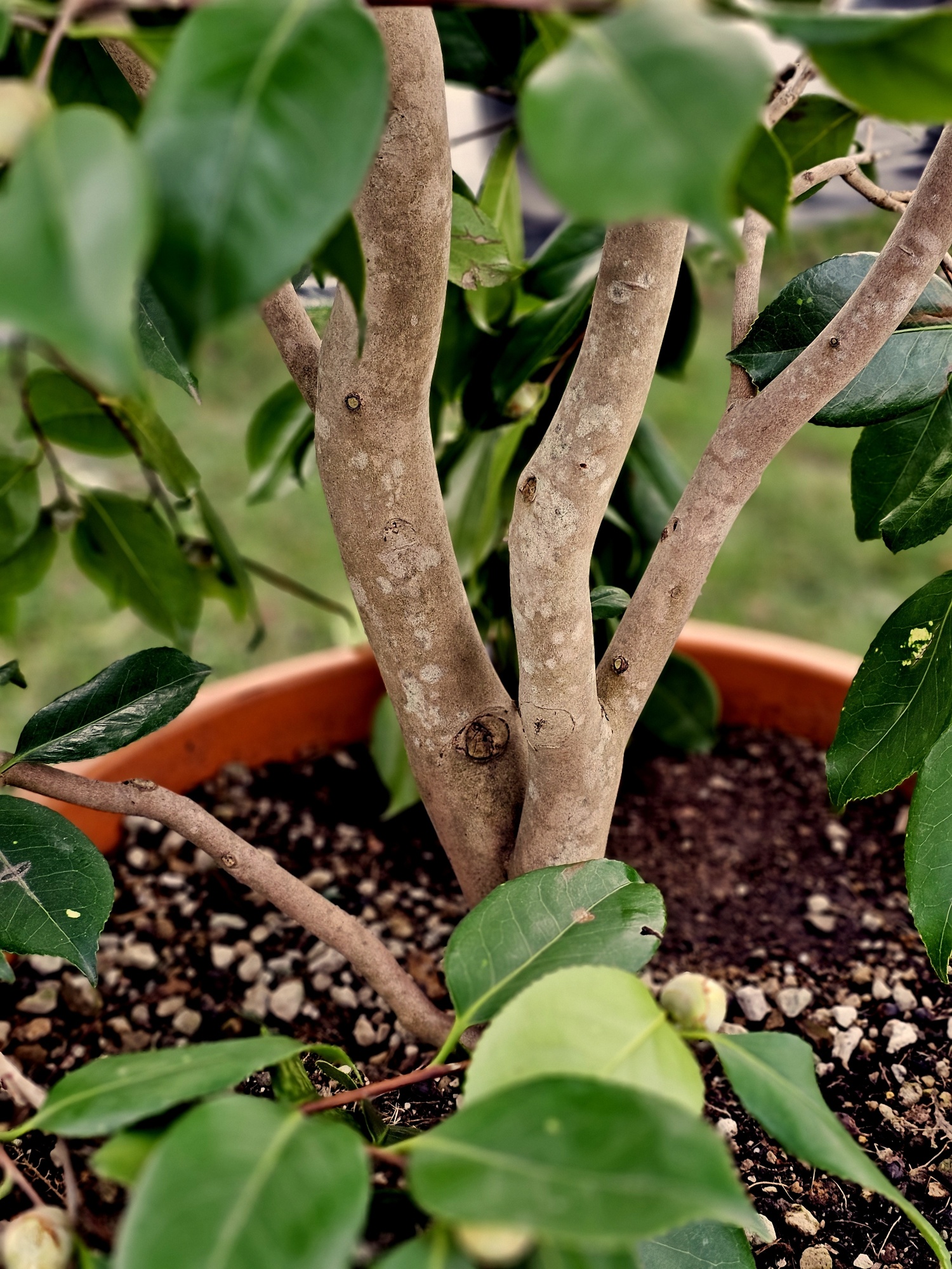 Camellia 'Tomorrow Park Hill', Camellia japonica 'Tomorrow Park Hill' kopen